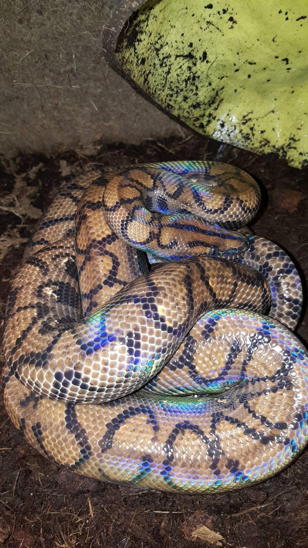 Meet Lucifer, my 2.5 year old rainbowboa | Scrolller