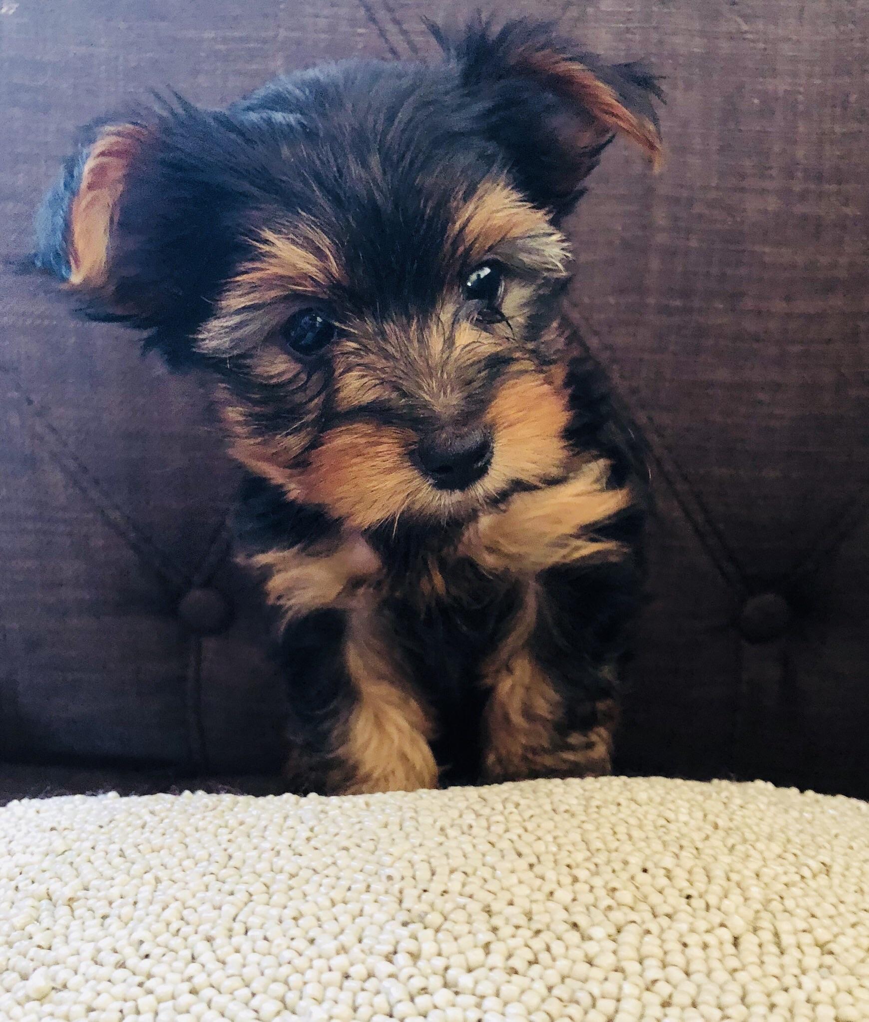 Meet Lucy! | Scrolller