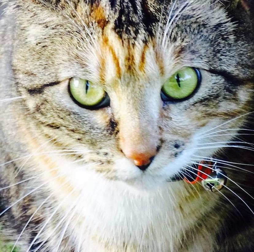 Meet Lucy the Fearless | Scrolller