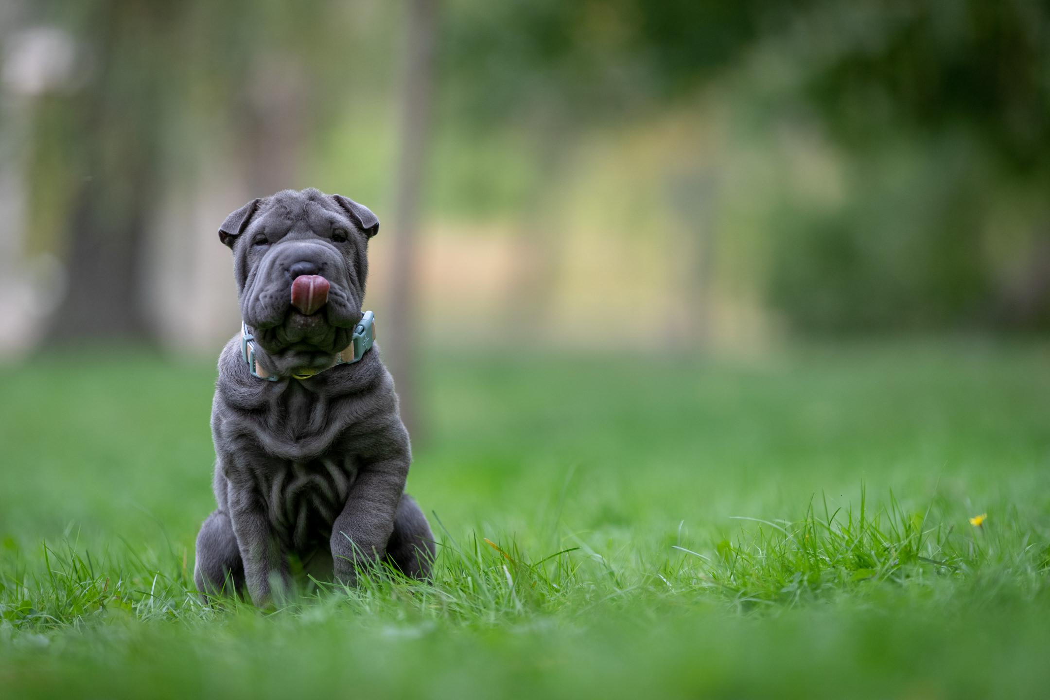 Meet Luna! | Scrolller