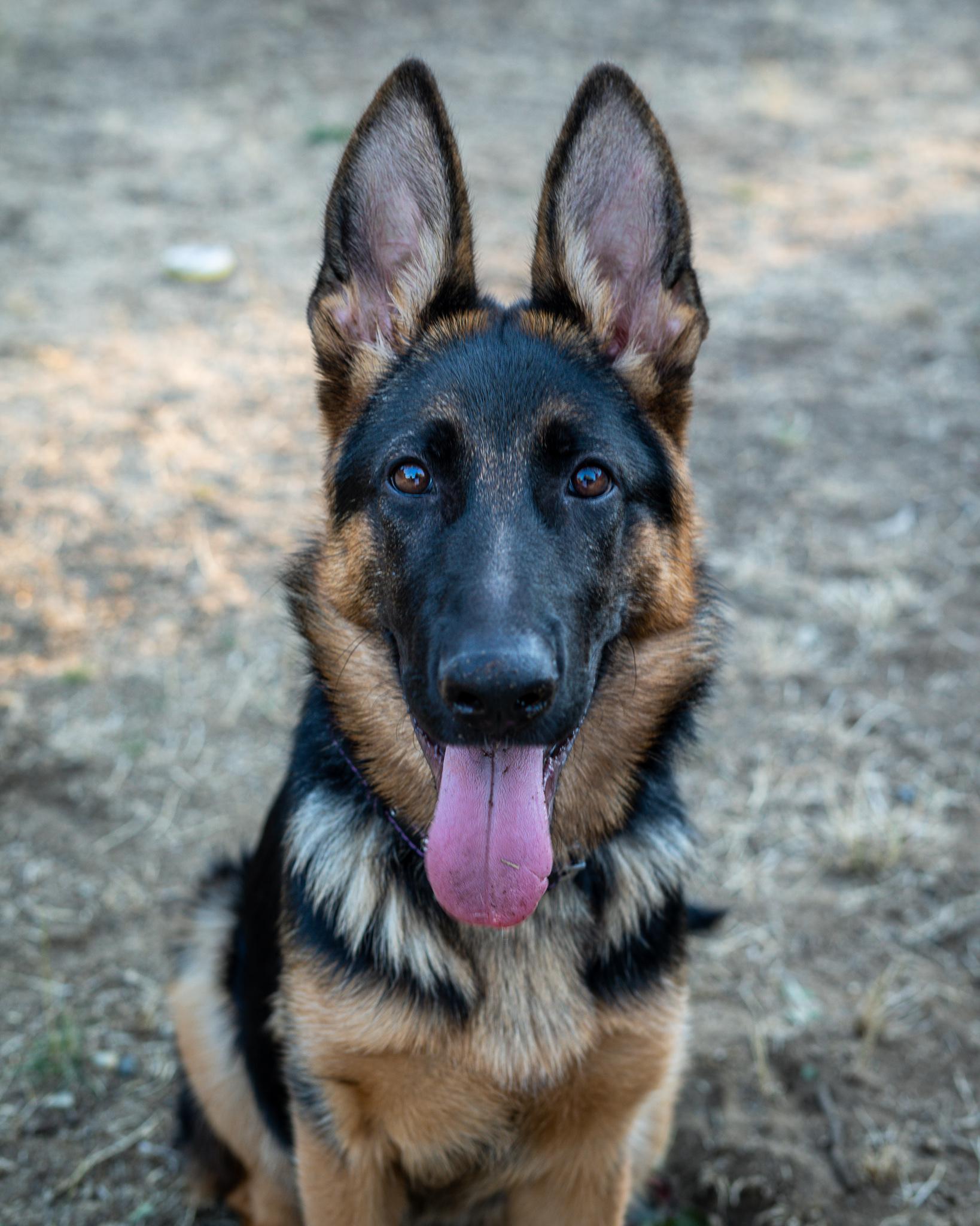 Meet Luna, our newest foster pup! | Scrolller