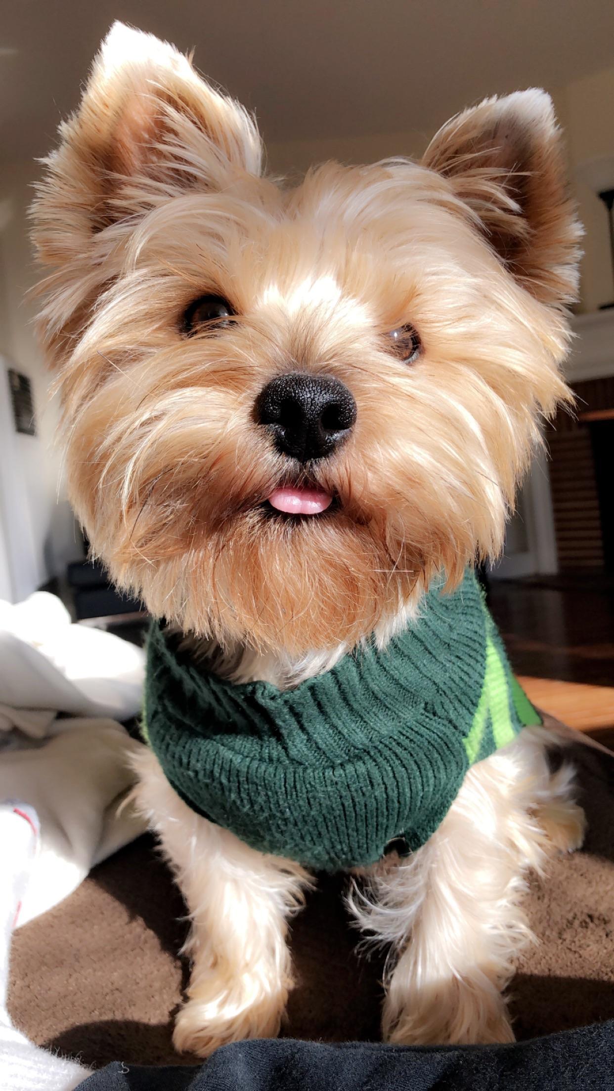 Meet Max | Scrolller