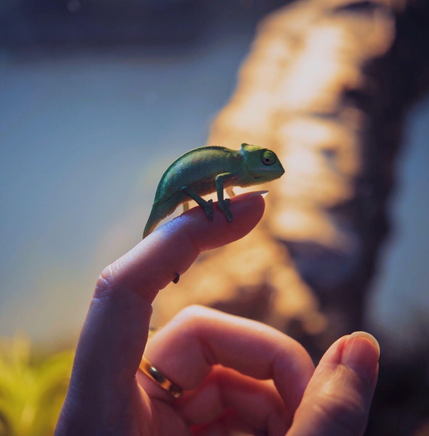 Meet Miles! The Chameleon of Cool :) | Scrolller