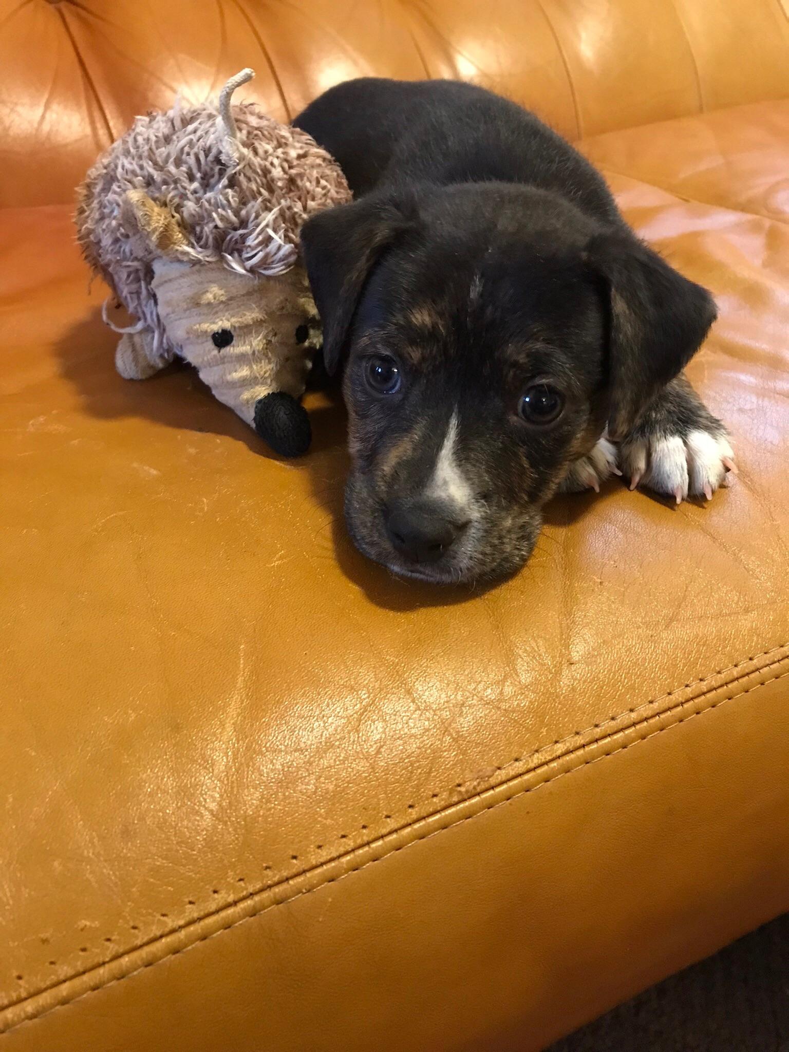 Meet Millie | Scrolller