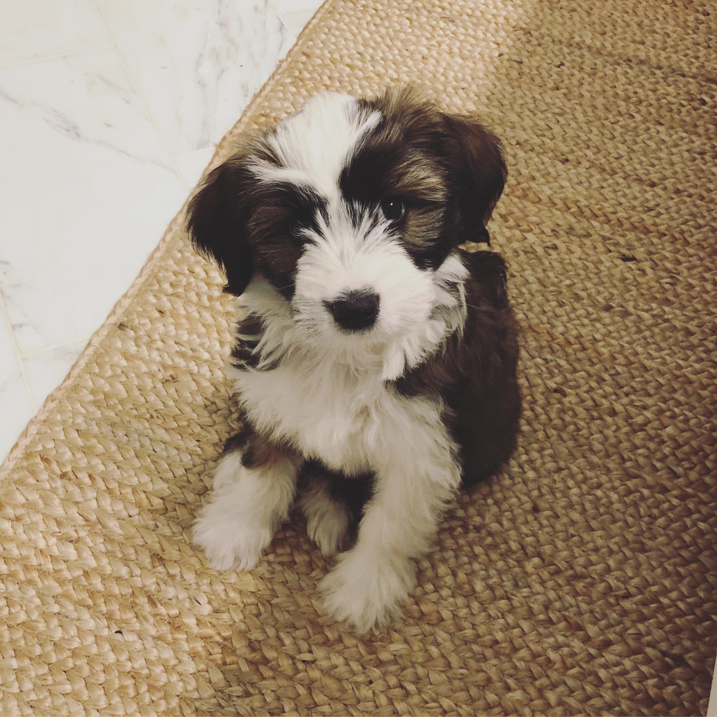 Meet Milo 💙 | Scrolller