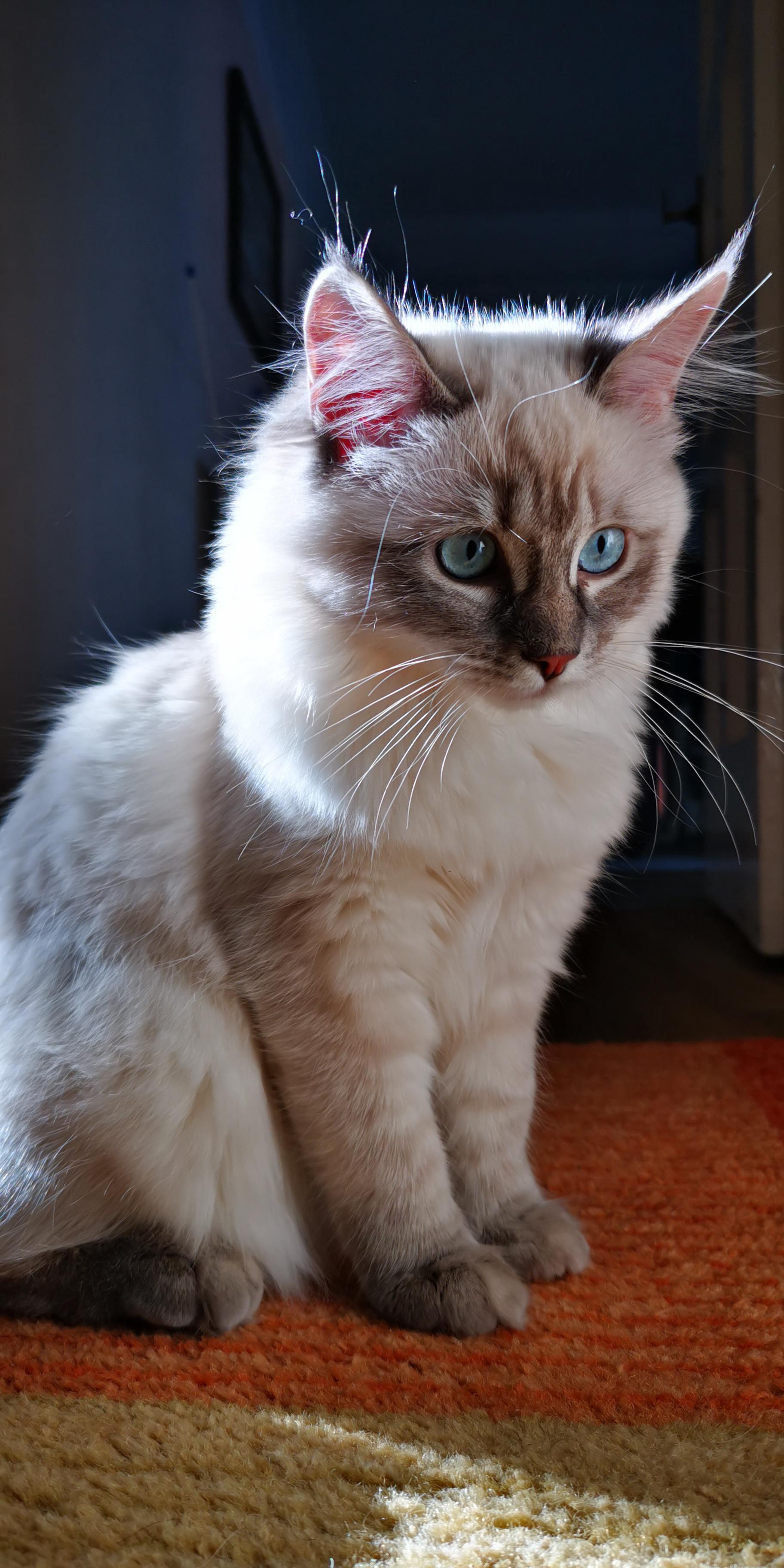 Meet Mochi! | Scrolller