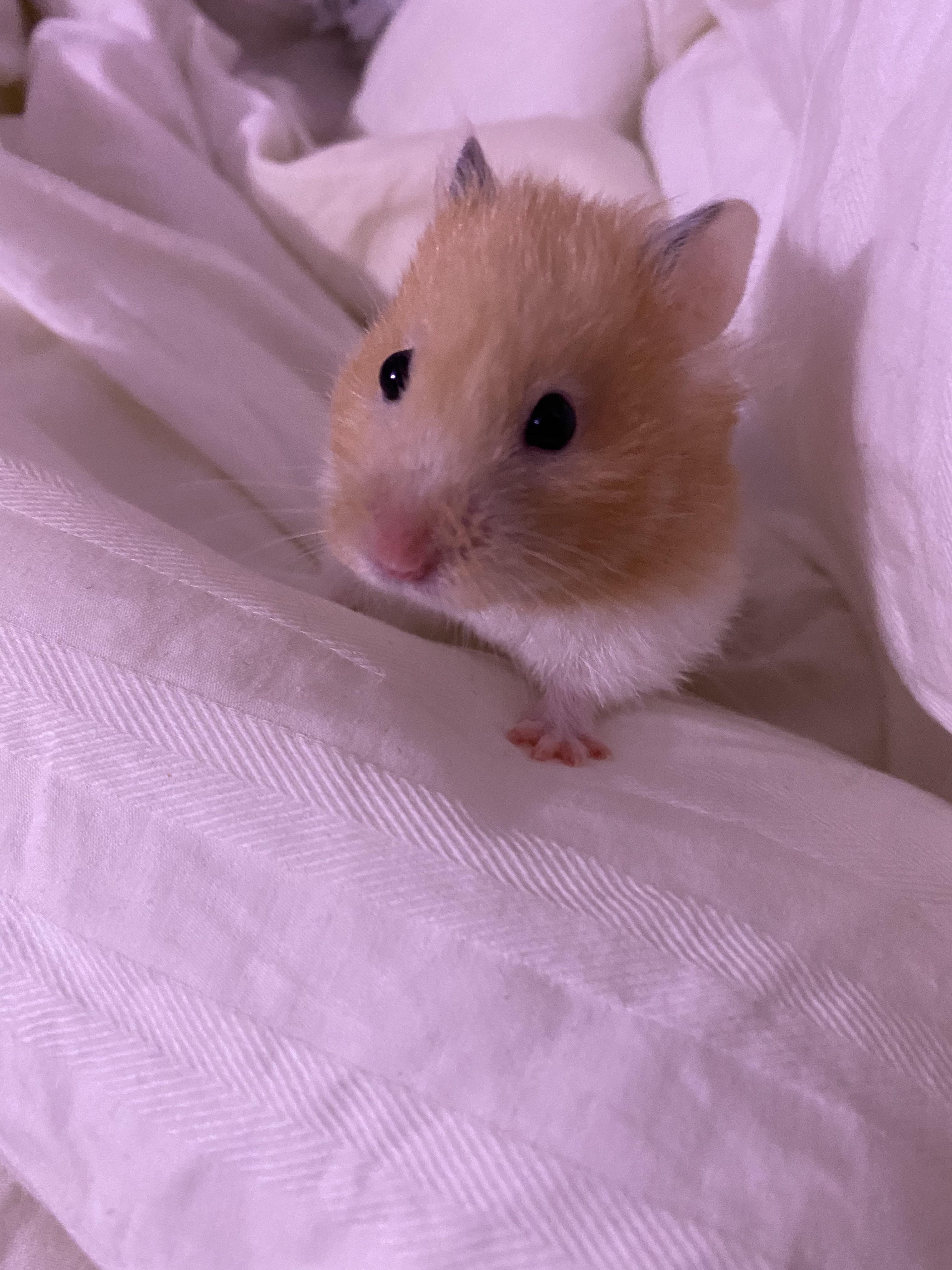 meet mochi (this my favorite picture of her) | Scrolller