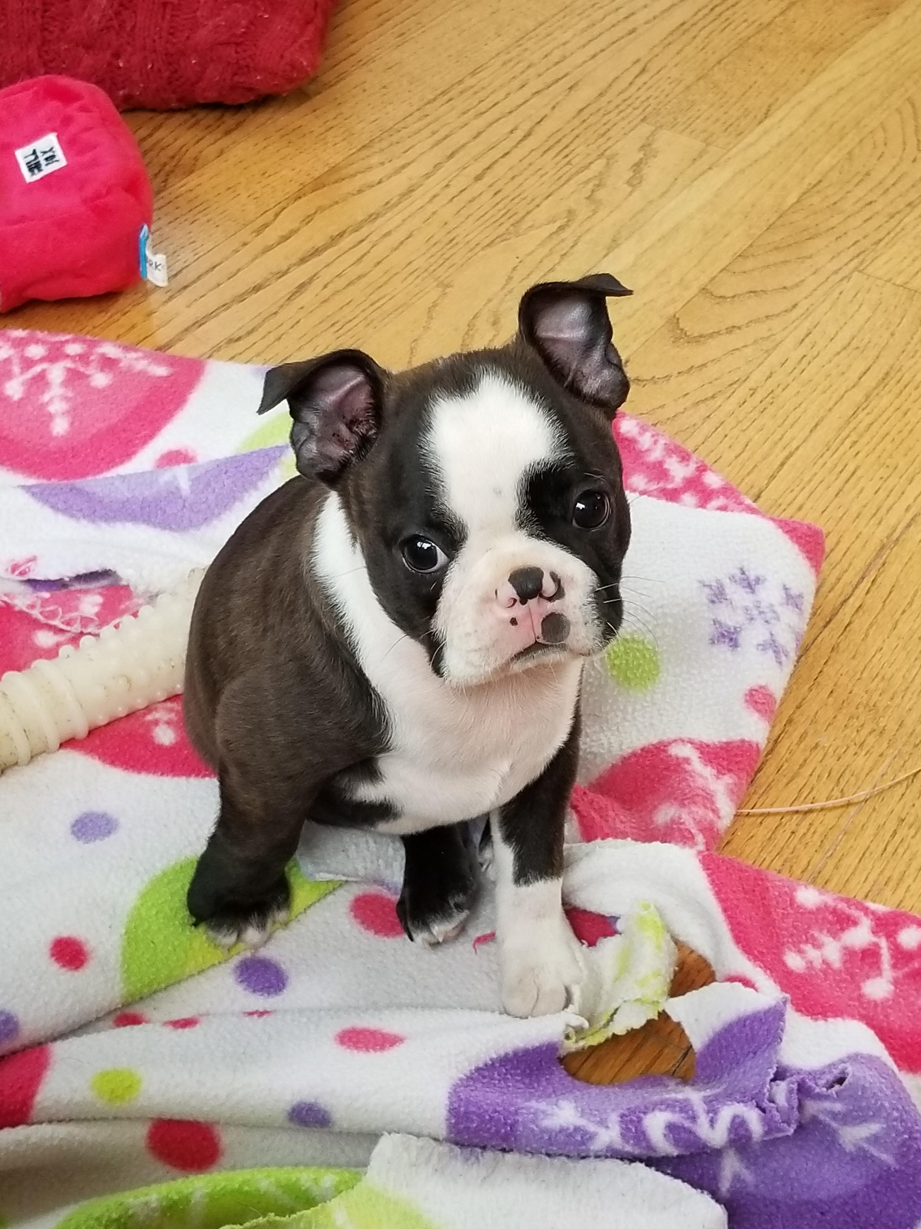 Meet Morty - our newest family member! | Scrolller