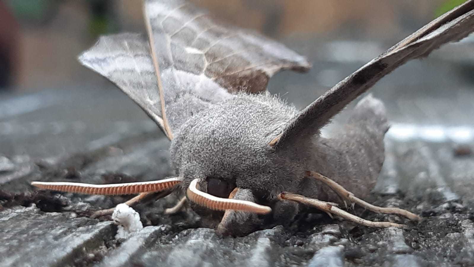 Meet Mothman Steve | Scrolller