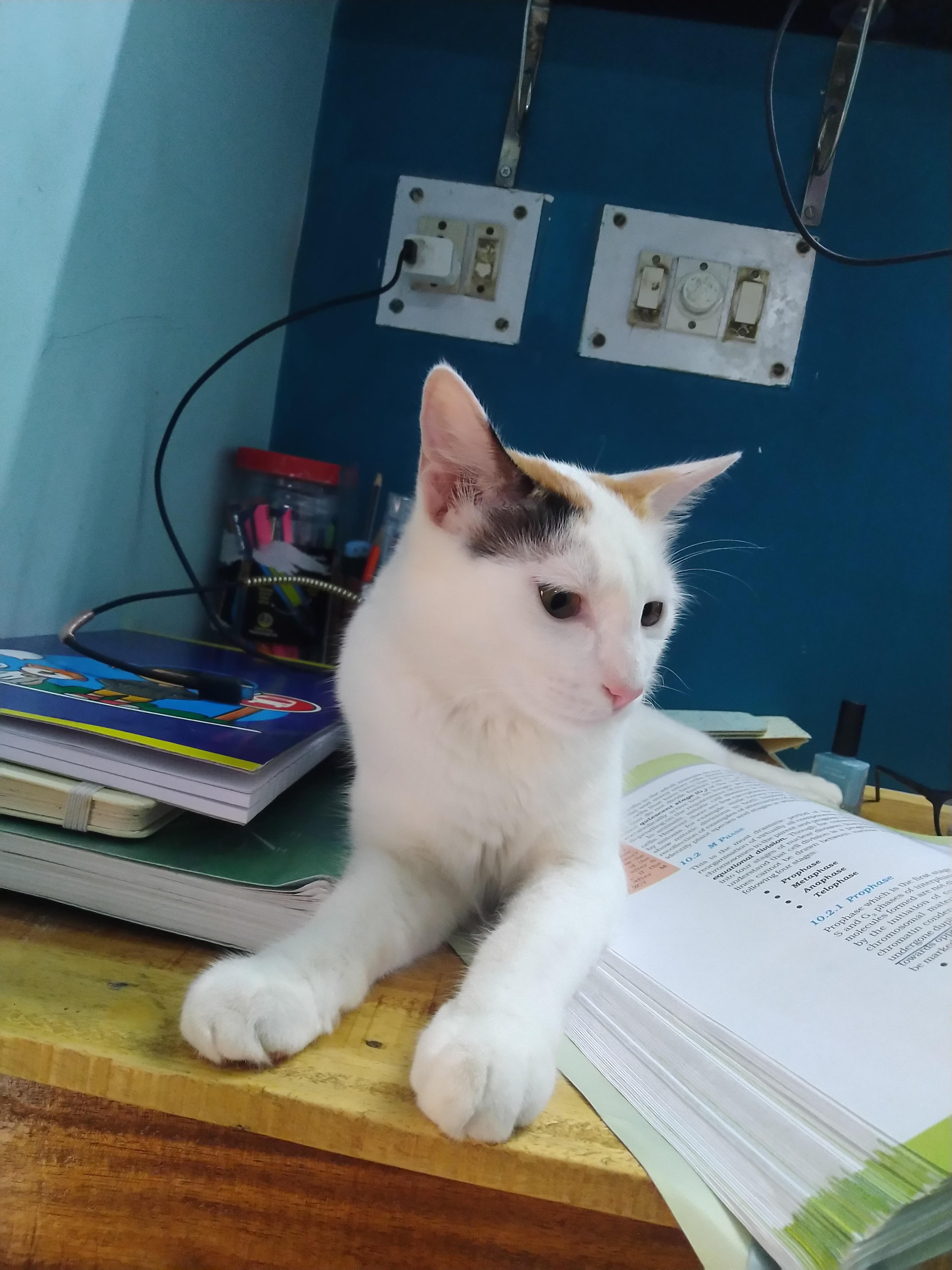 Meet my cat:) | Scrolller