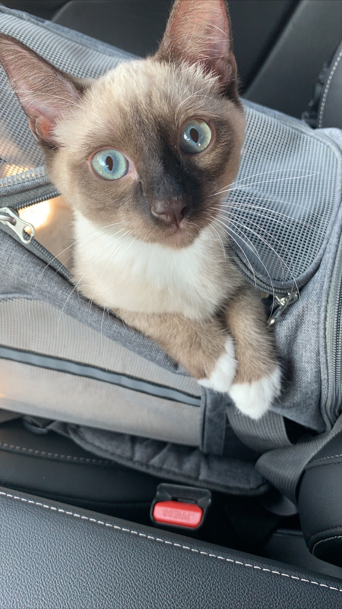 Meet my cat, Mochi! | Scrolller