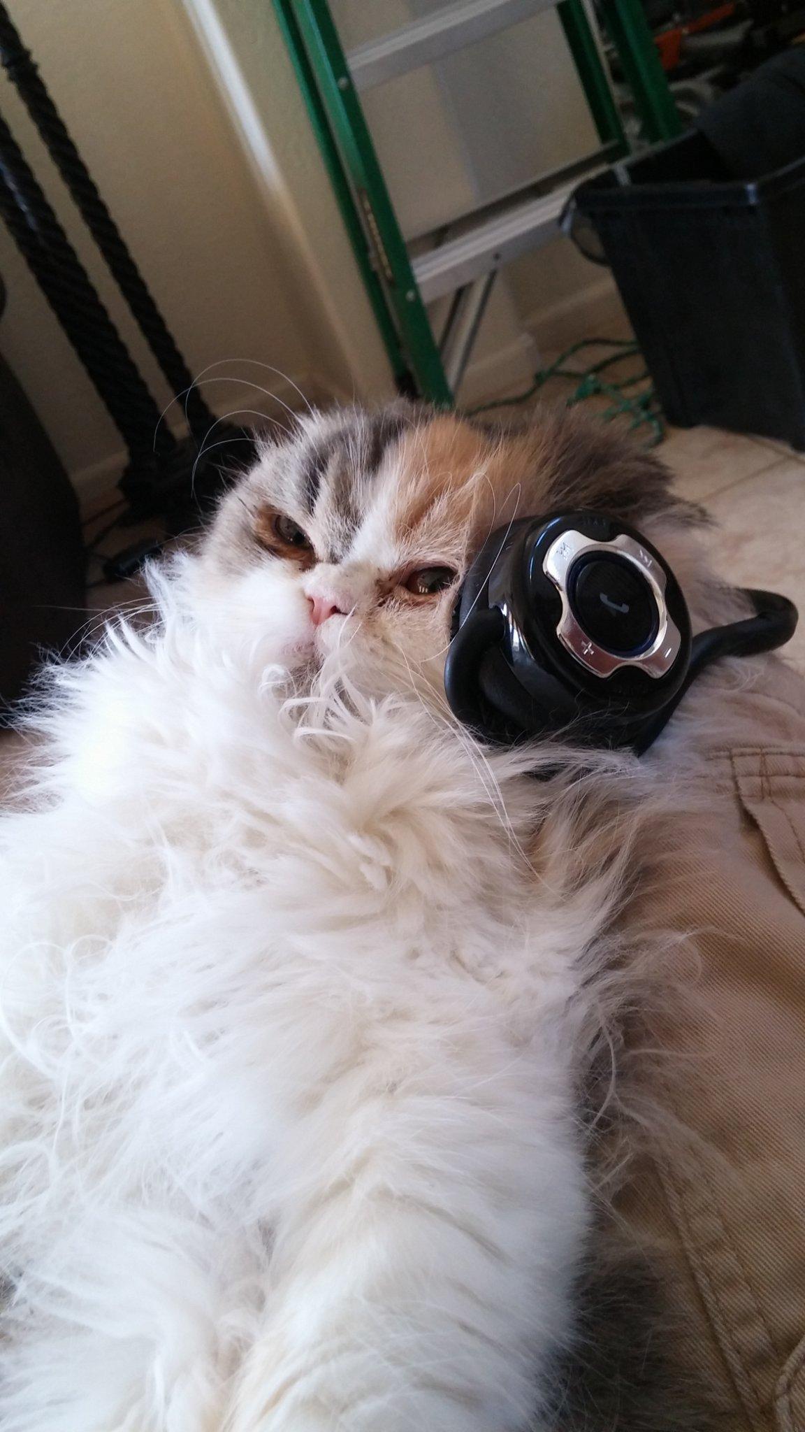 Meet my cat shimmer | Scrolller