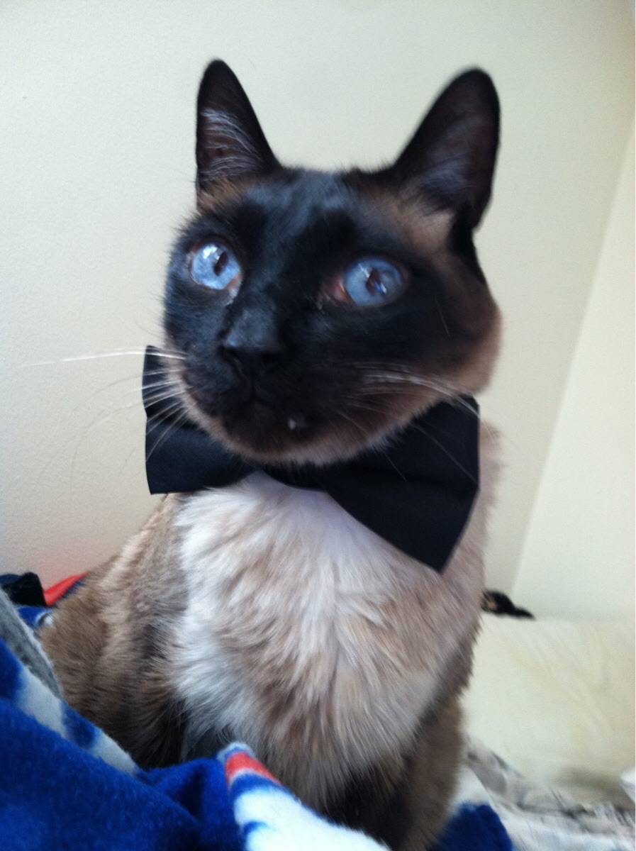 Meet my cat, Simeon | Scrolller