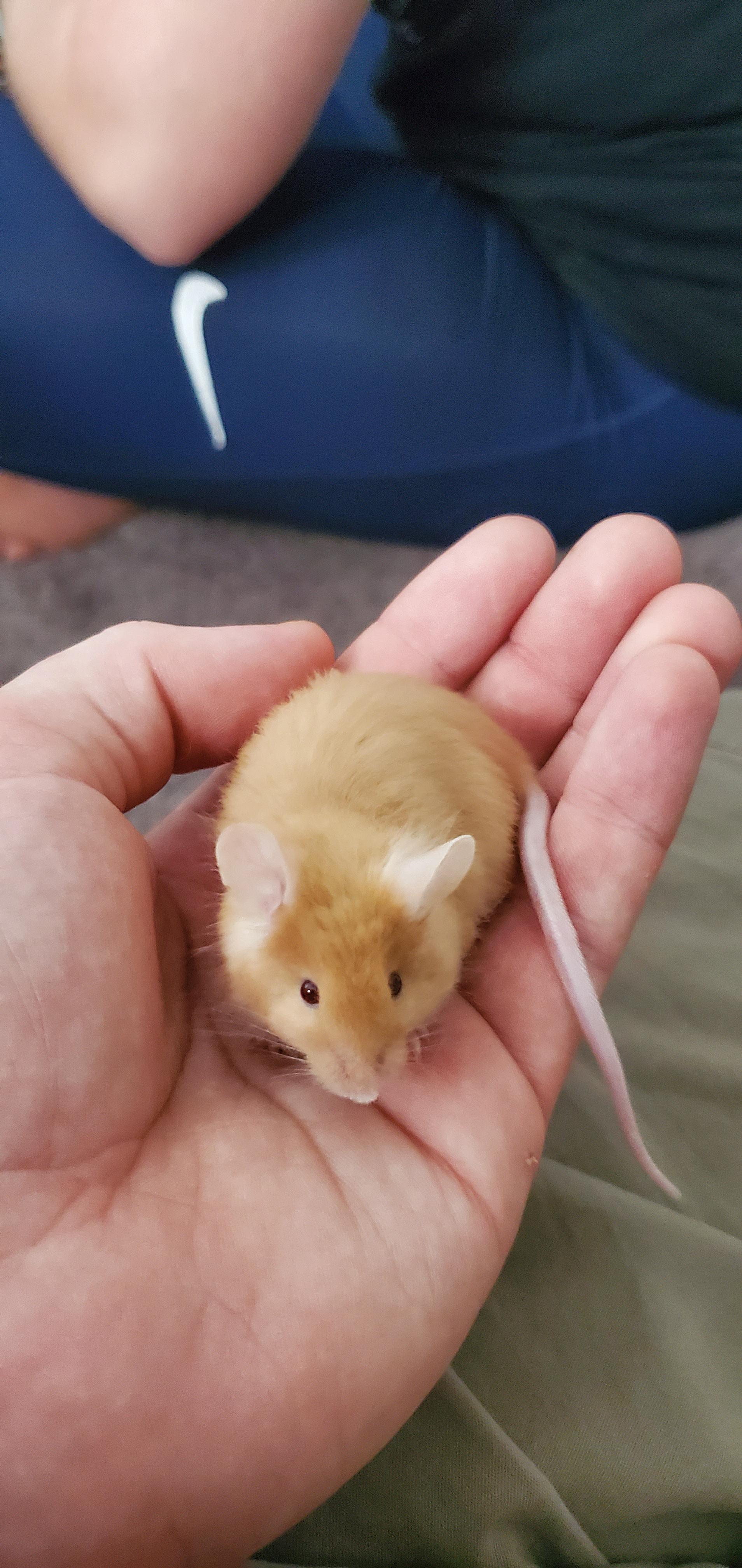 Meet my first mouse Twikle Toes! | Scrolller