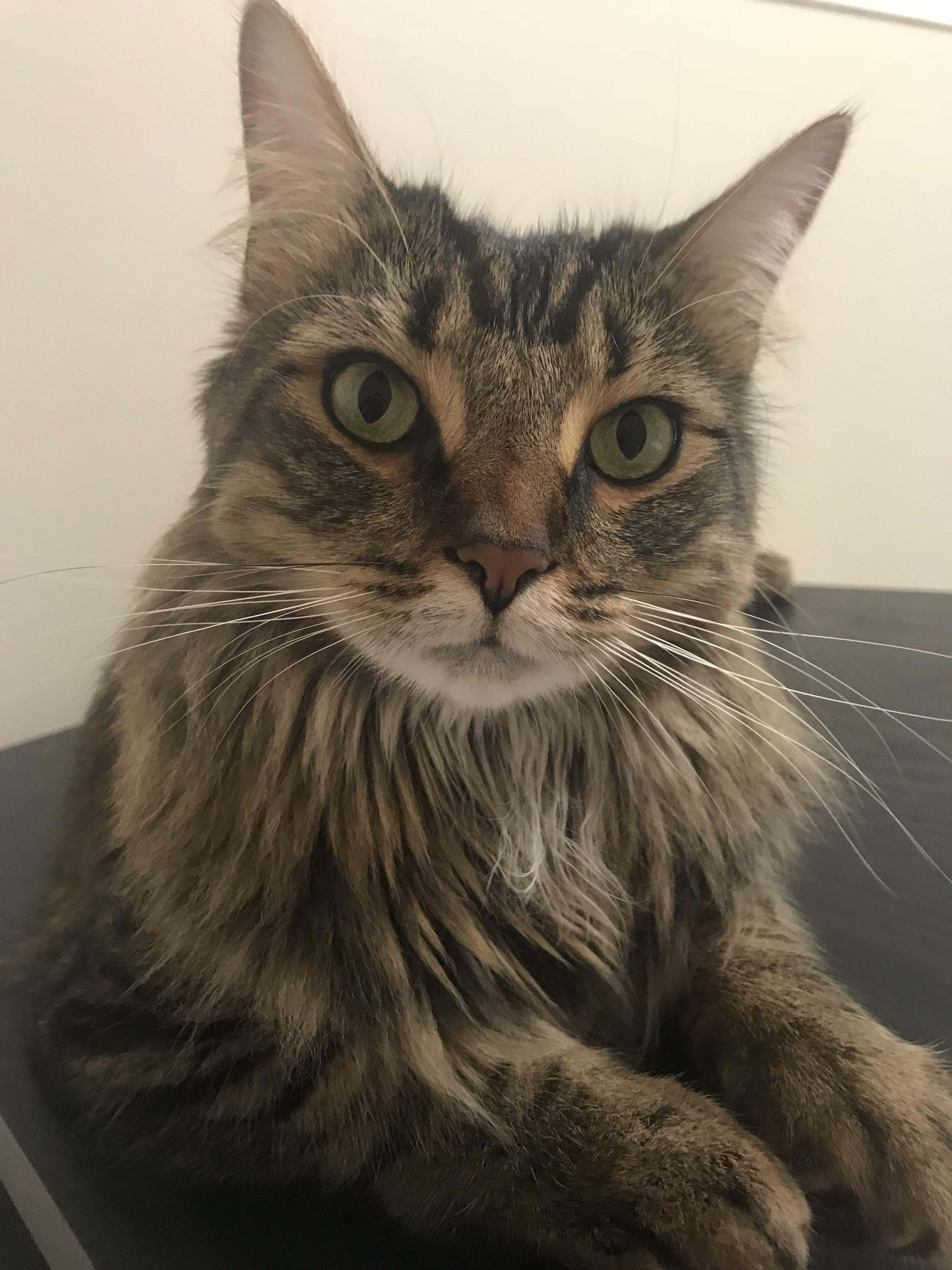 Meet my flooferbottom, Mango | Scrolller