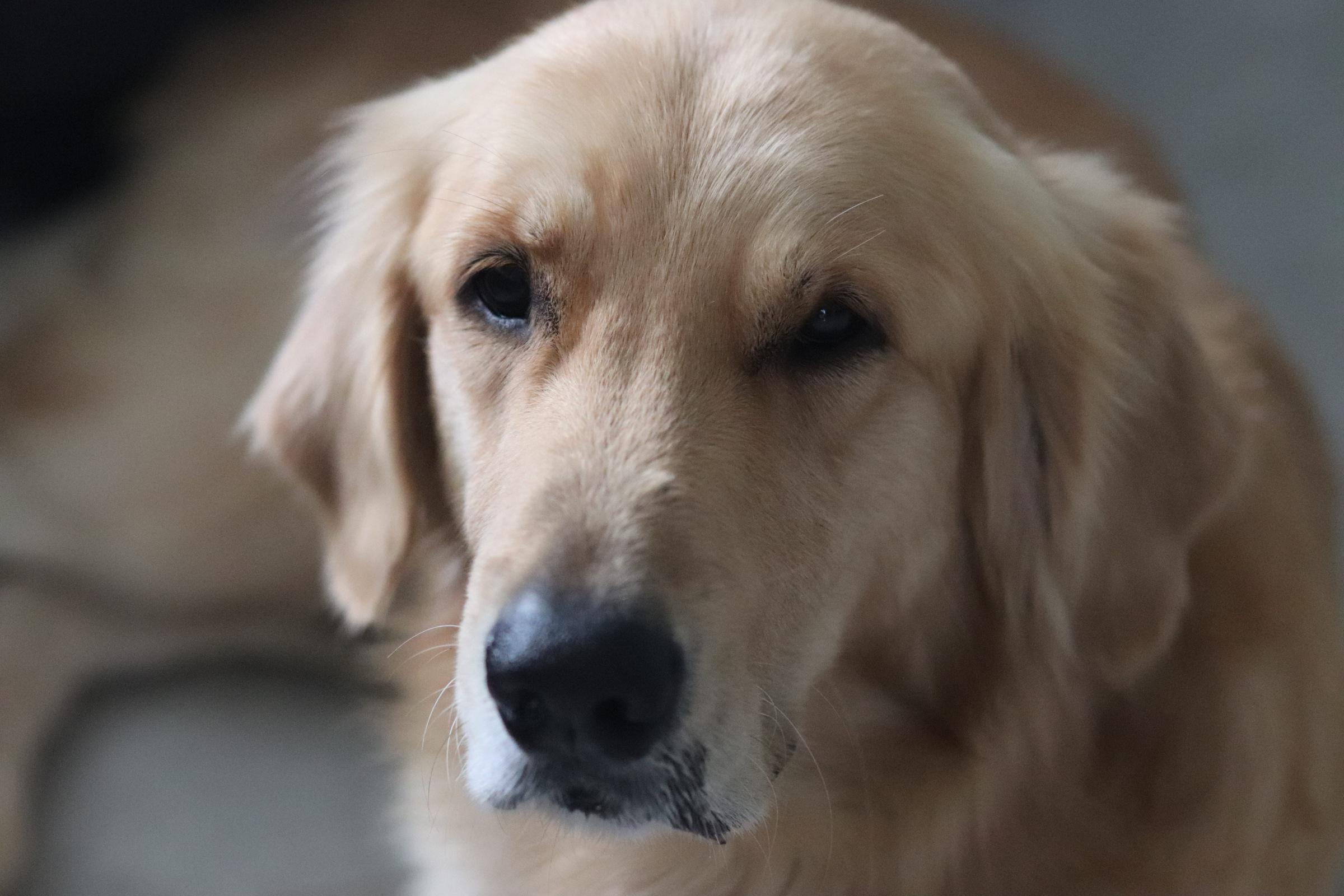 Meet my Foster Cooper | Scrolller