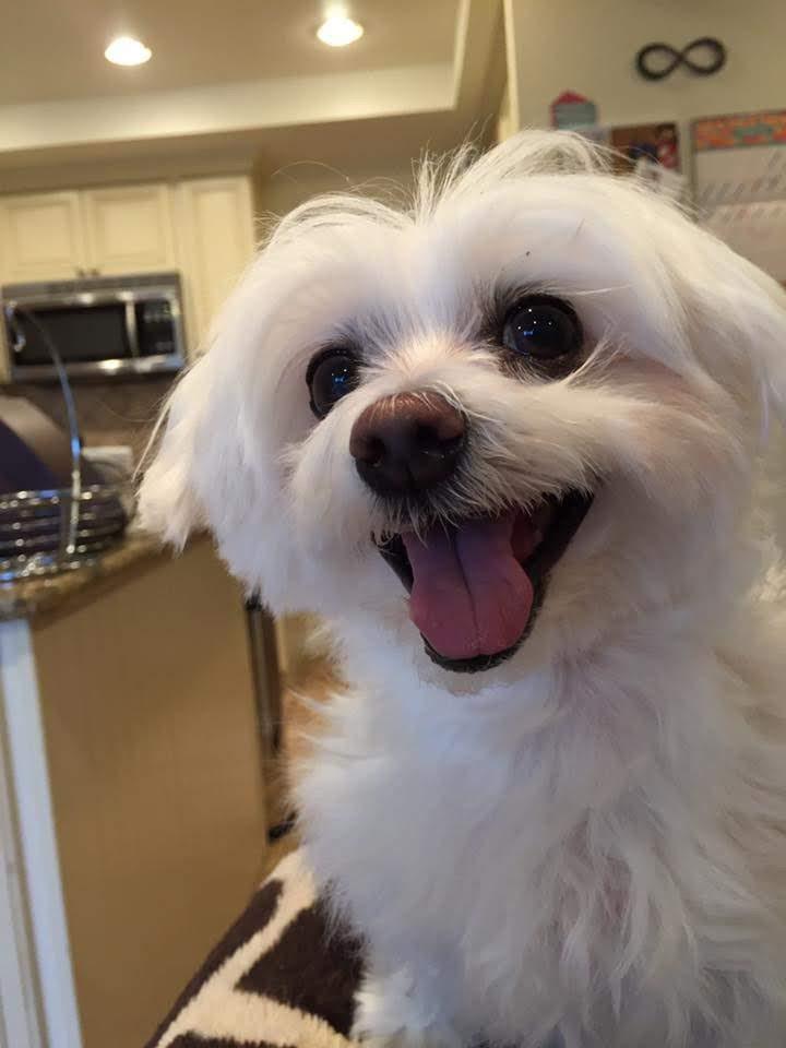 Meet my muppet, Molly | Scrolller