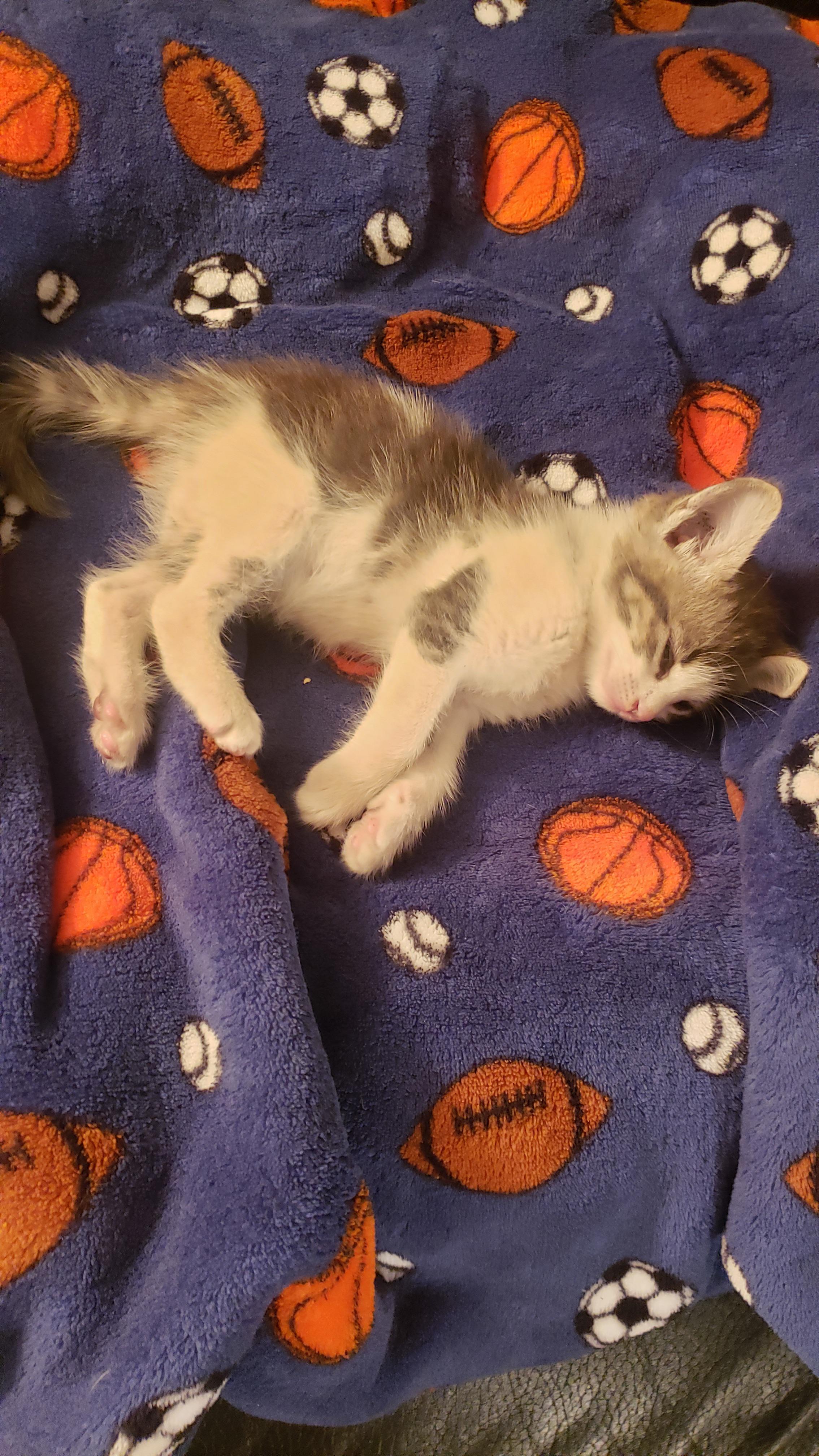 Meet my new cat | Scrolller