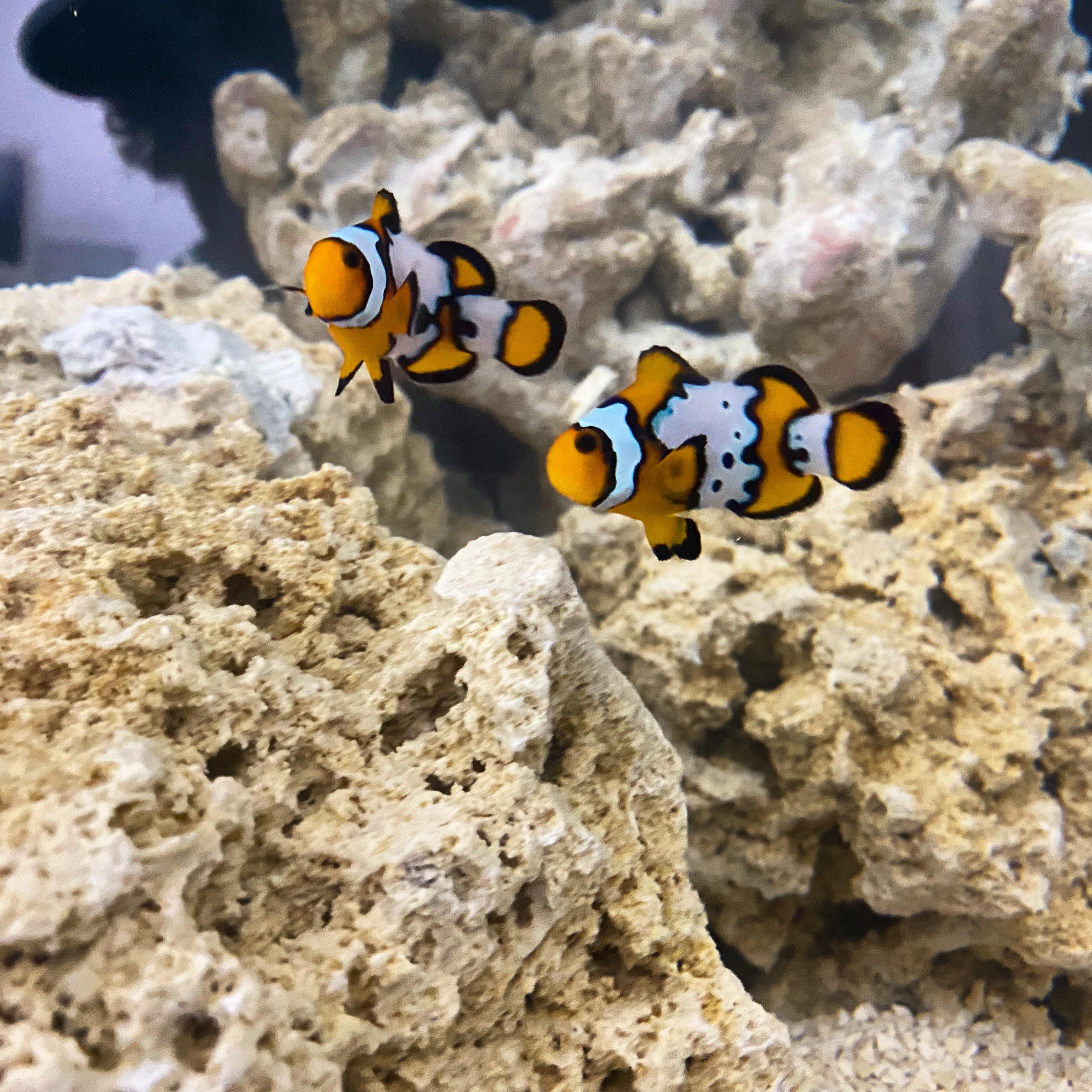 Meet my new clowns! | Scrolller