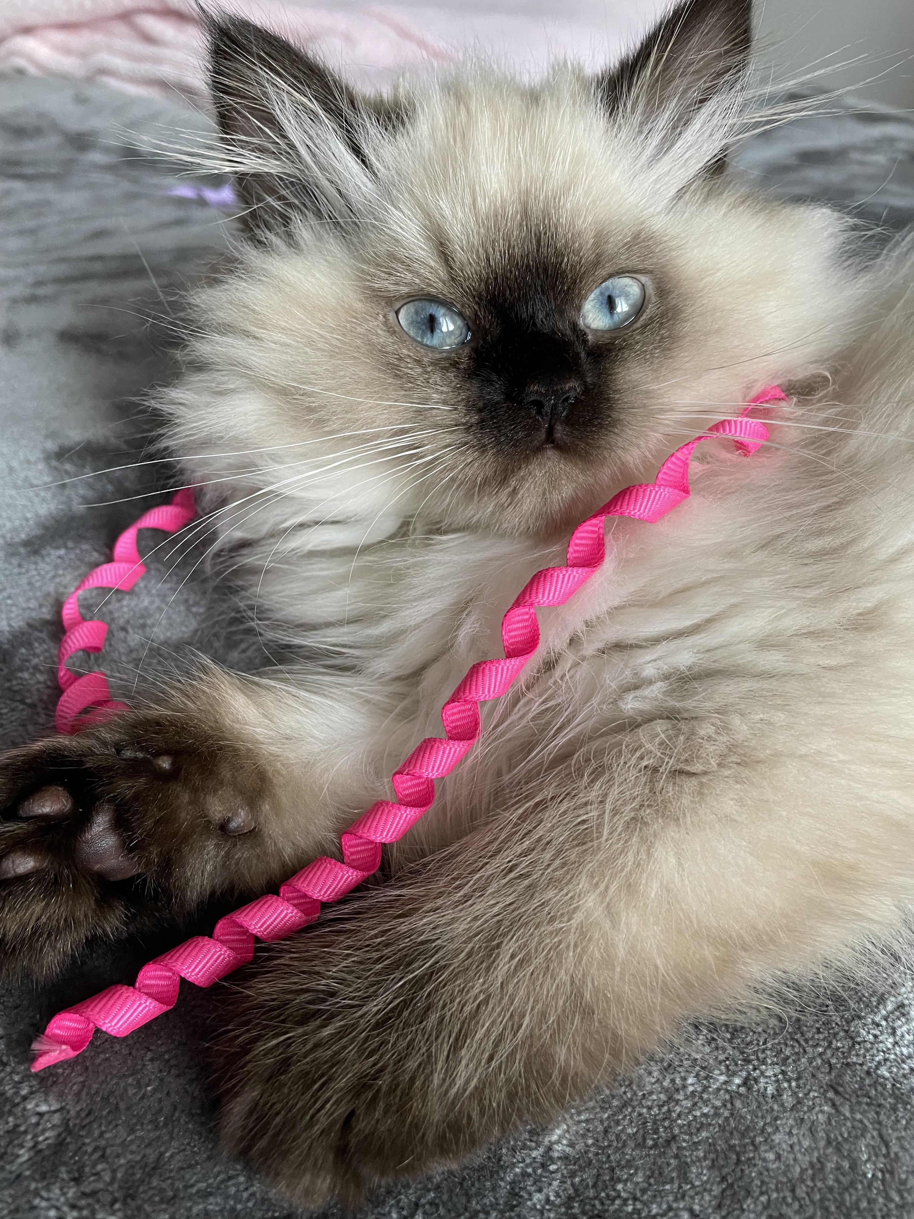 Meet my new Himalayan kitten Bella 😻 | Scrolller