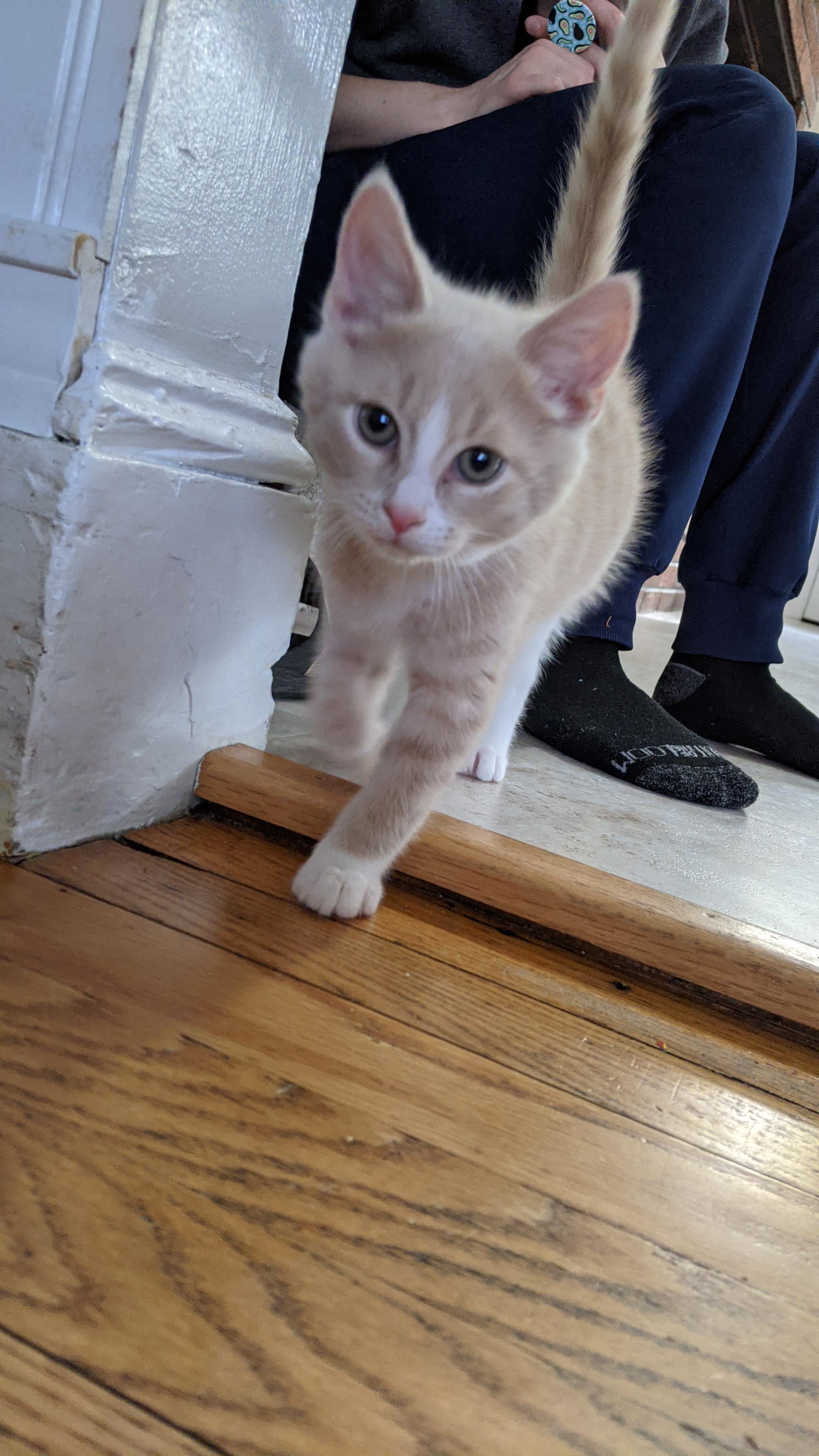 Meet my new kitten Reigen | Scrolller