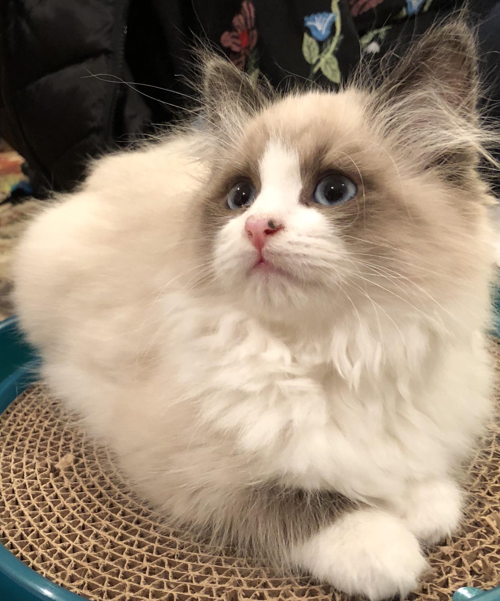 Meet my new little trouble maker! | Scrolller