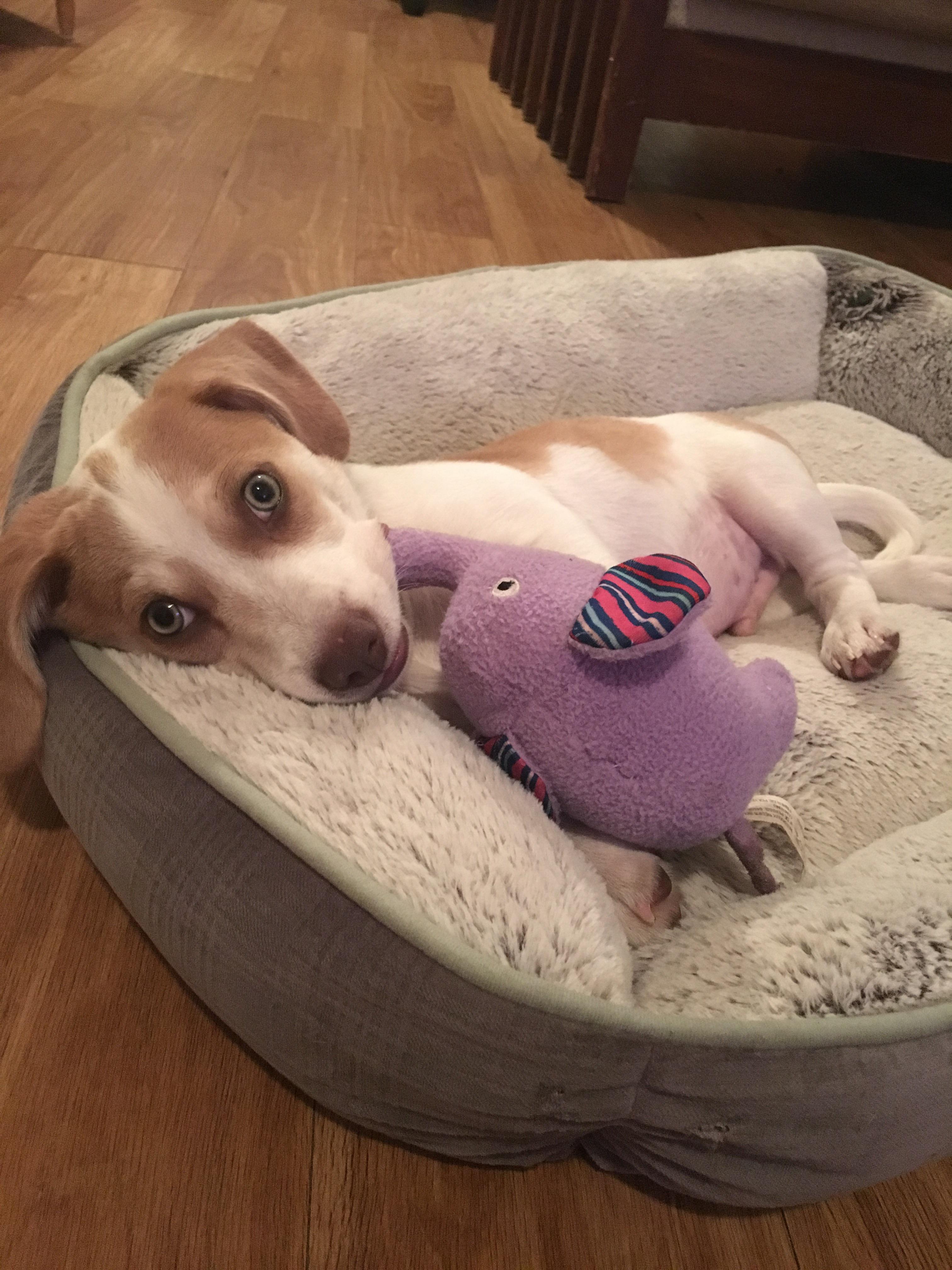 Meet my new puppy, Comet! | Scrolller