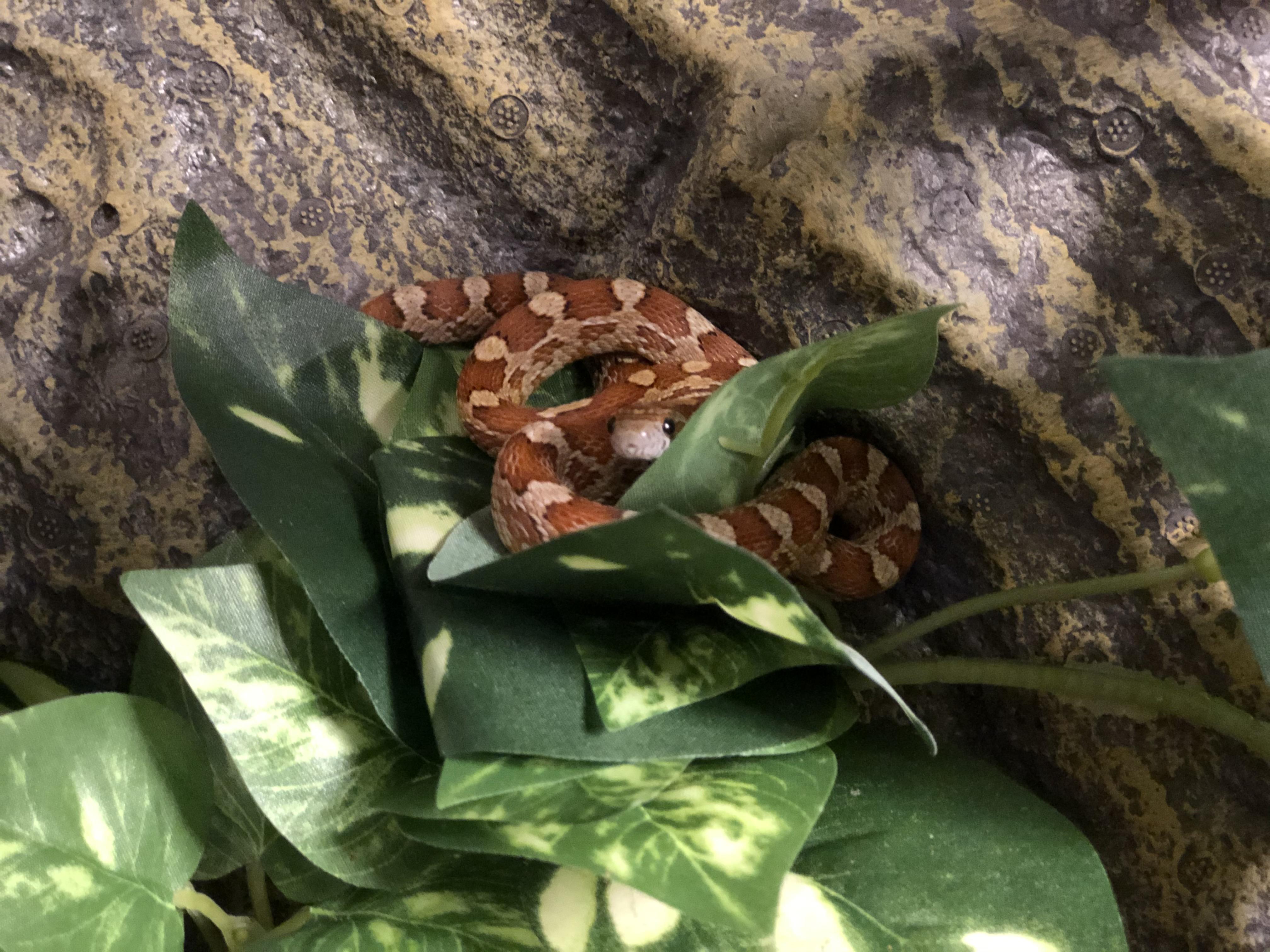 Meet my new snek, Noodle! | Scrolller