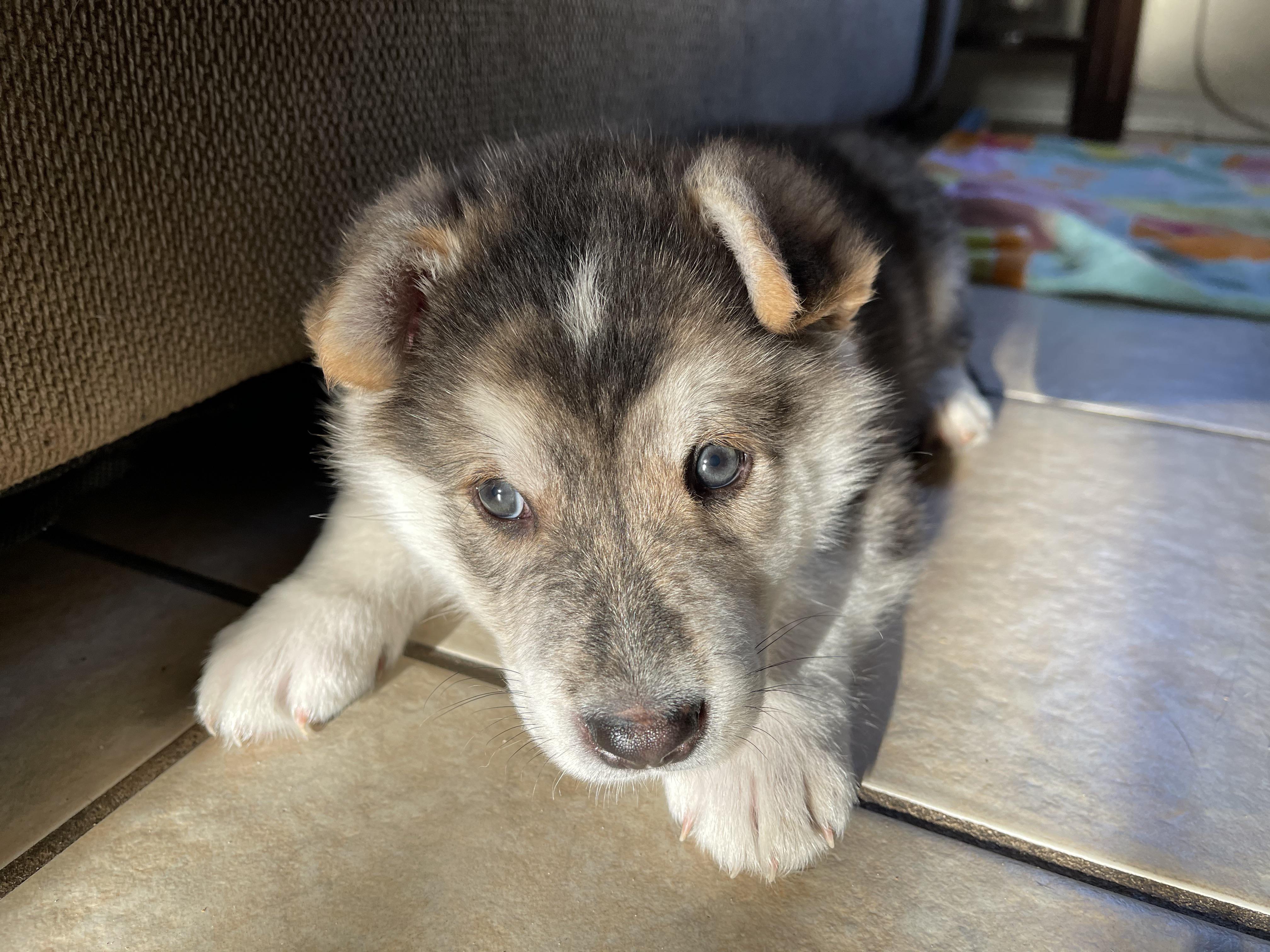 Meet my Panda GSD, Milo! ️ | Scrolller