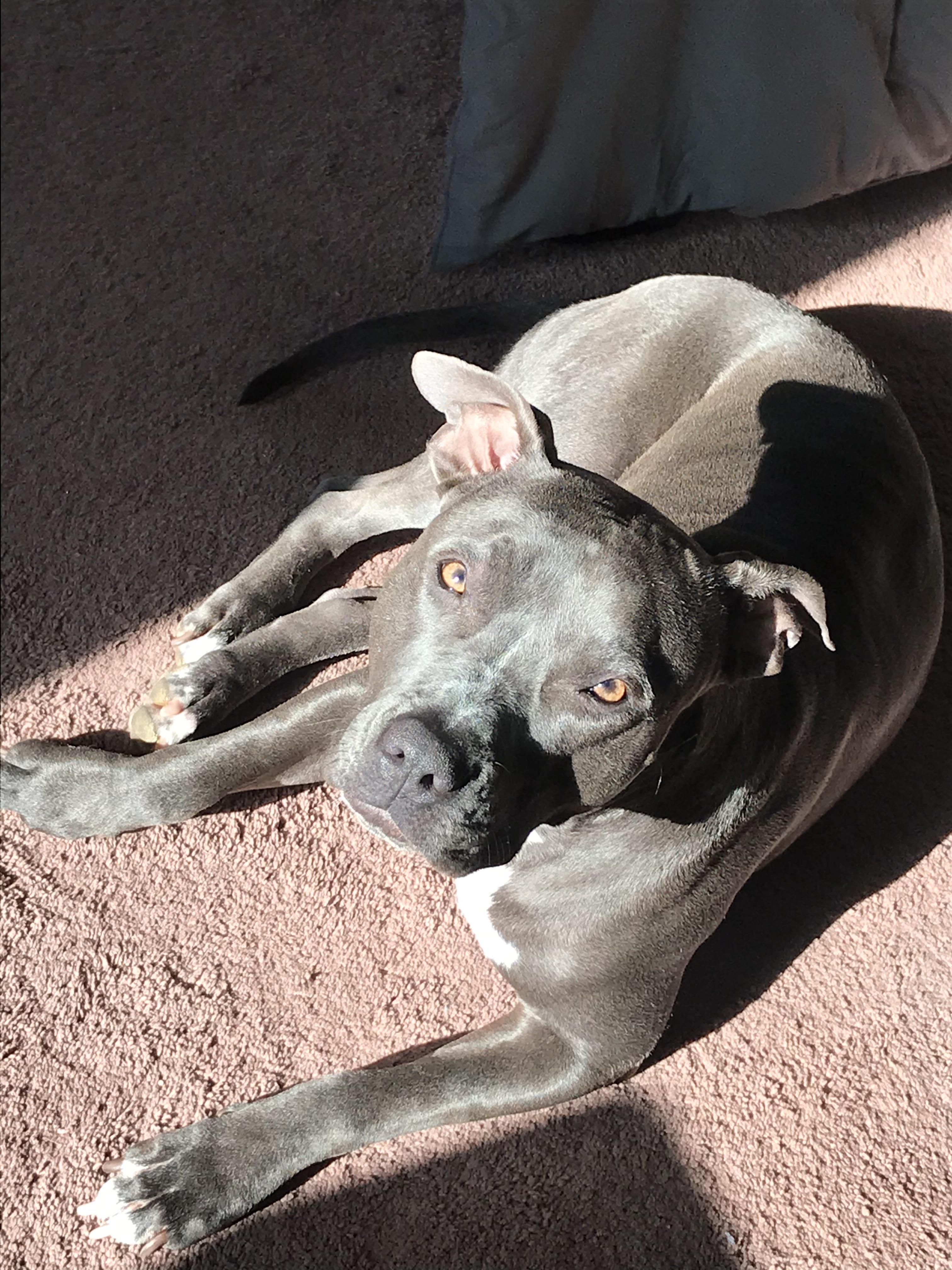 Meet my pupper Bleu | Scrolller