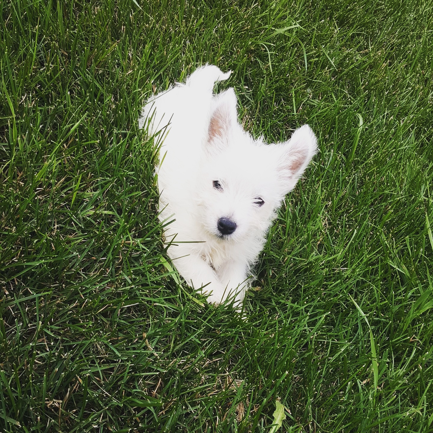 Meet my pupper Hugo the westie | Scrolller