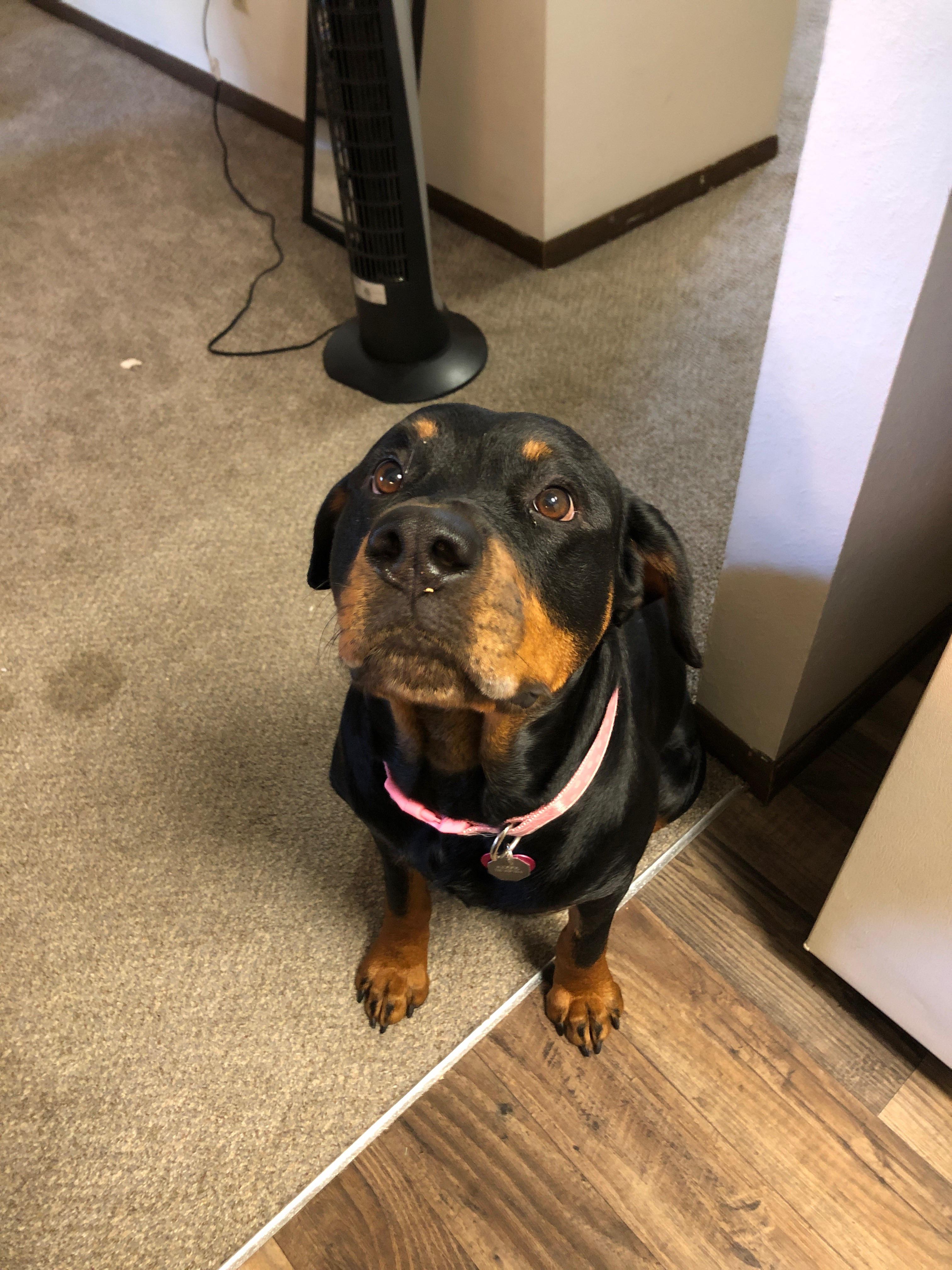 Meet my rescue pup, Luna. | Scrolller