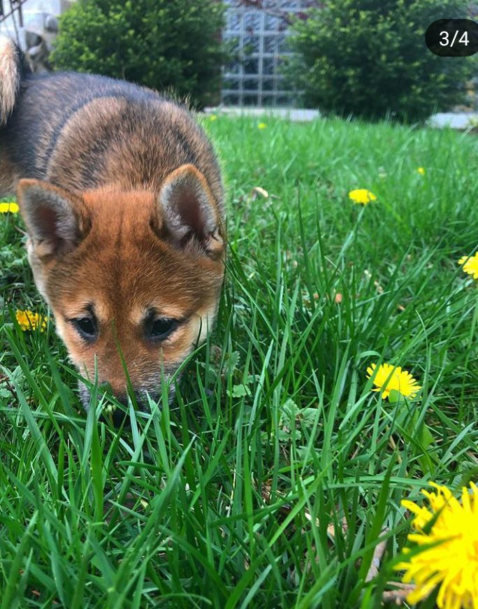 Meet my sheeeba eevee | Scrolller