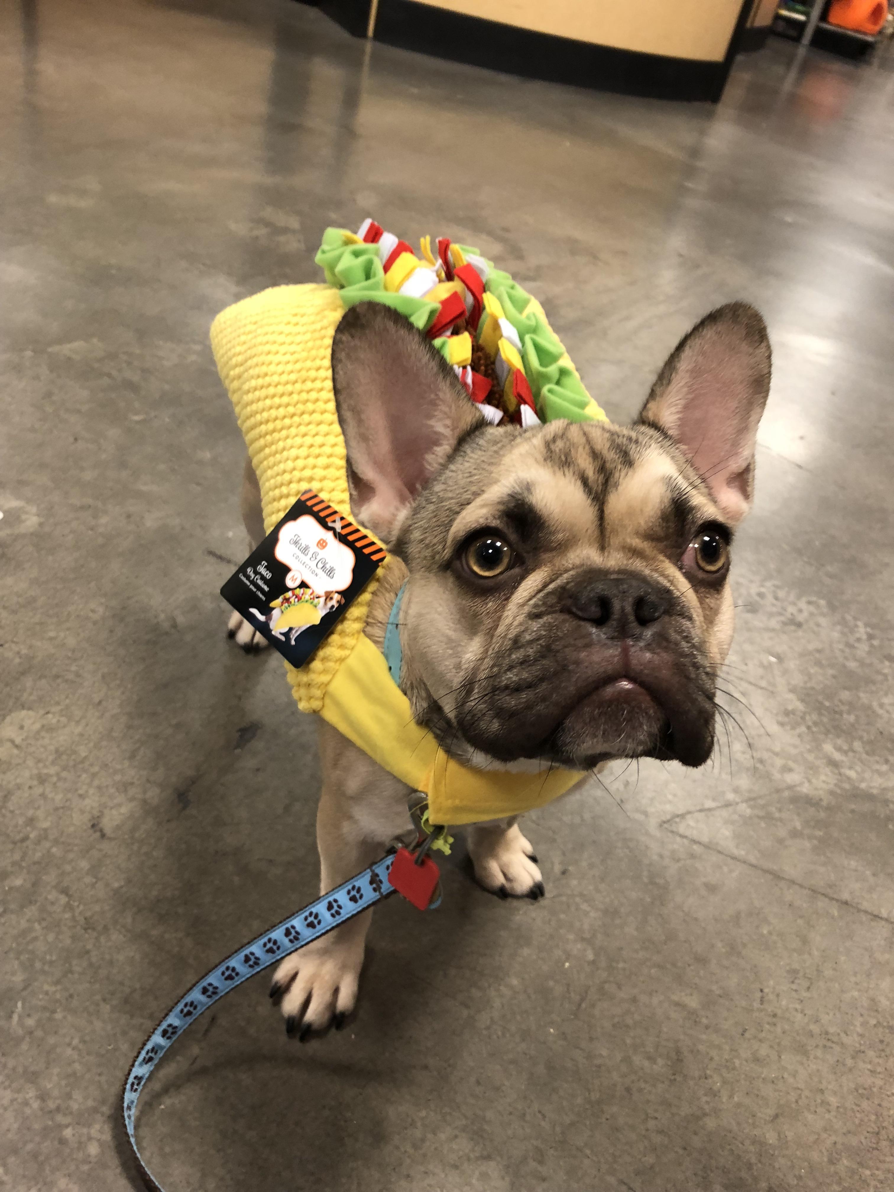 Meet Nacho the Taco | Scrolller