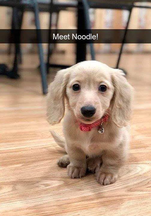 Meet Noodle! | Scrolller