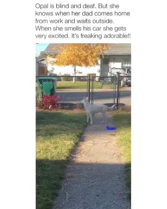 Meet Opal | Scrolller