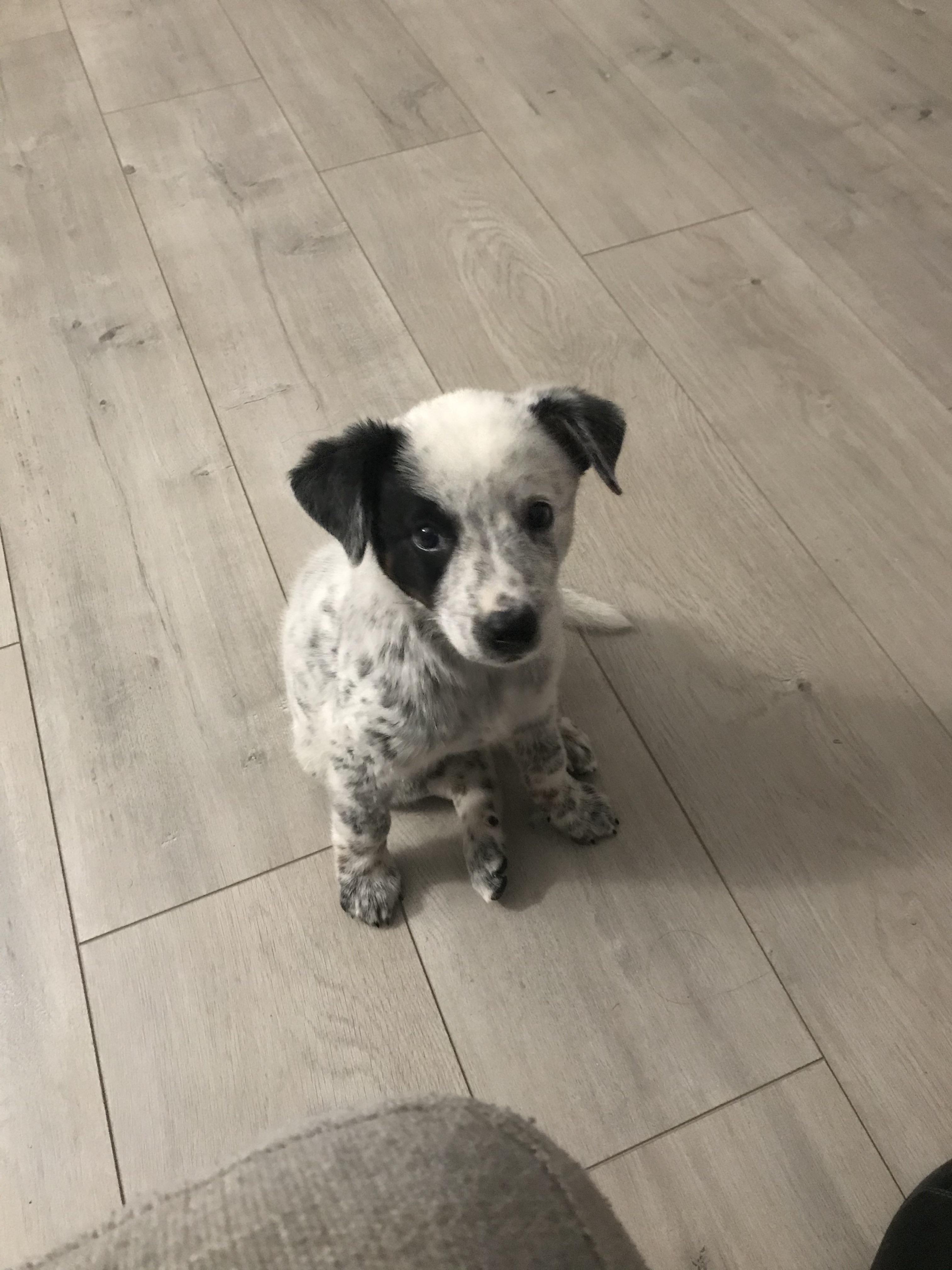 Meet Oreo 10 week old baby girl | Scrolller