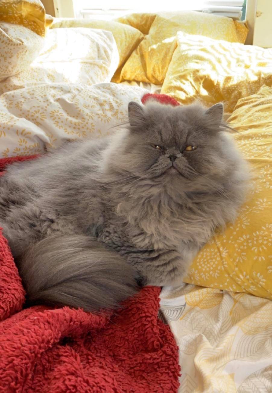 Meet Oscar, my grumpy Persian man! | Scrolller