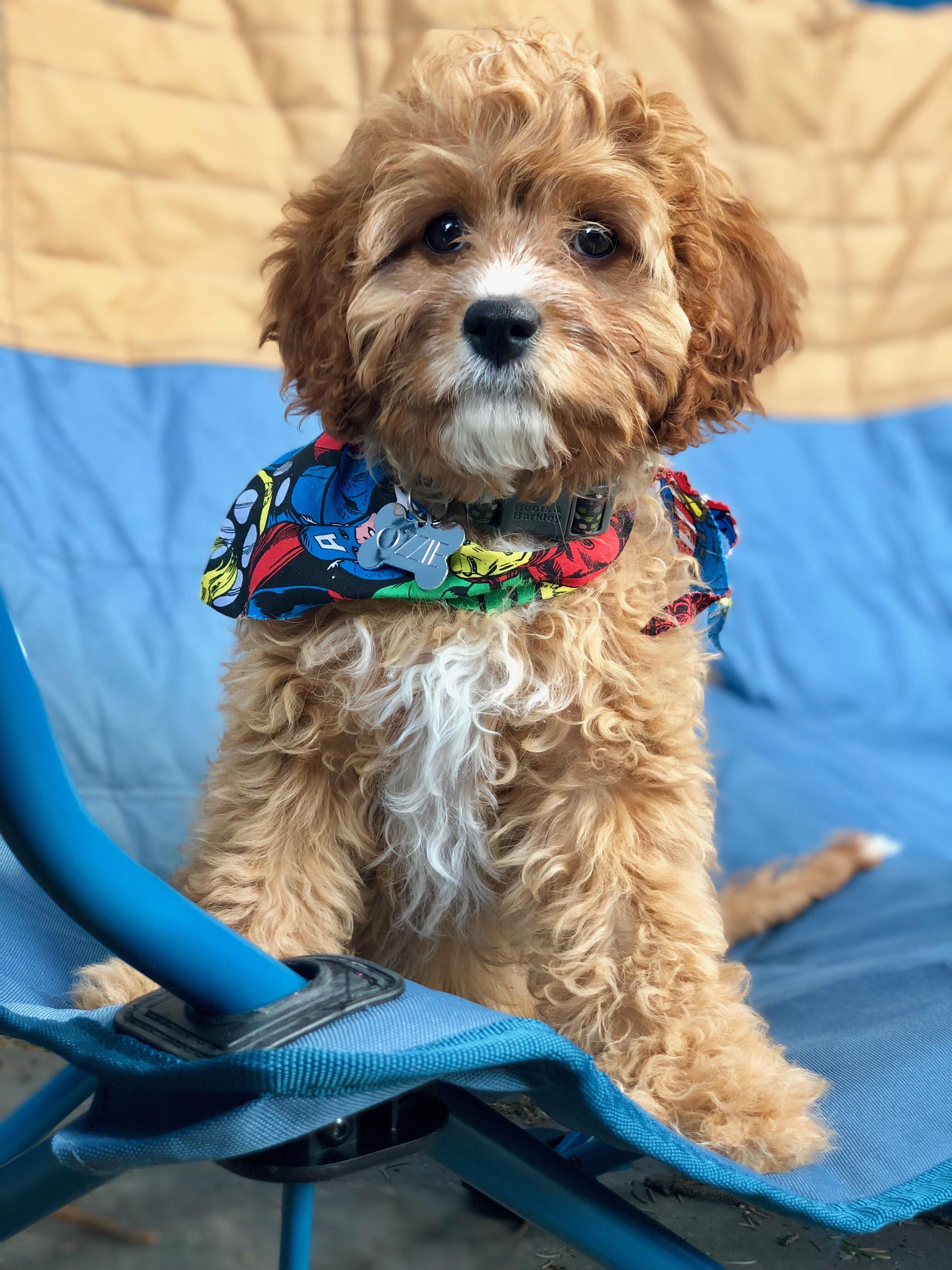 Meet our 14 week old CavaPoo, Ozzie! | Scrolller