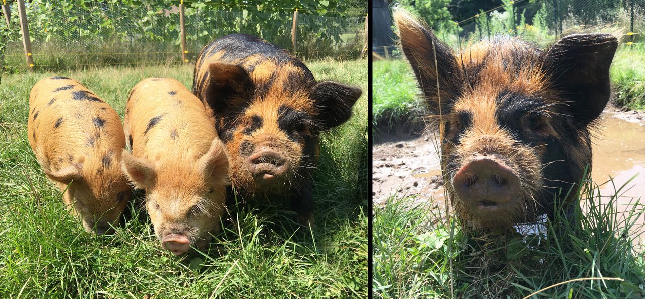 Meet our three little Kunekune pigs. | Scrolller