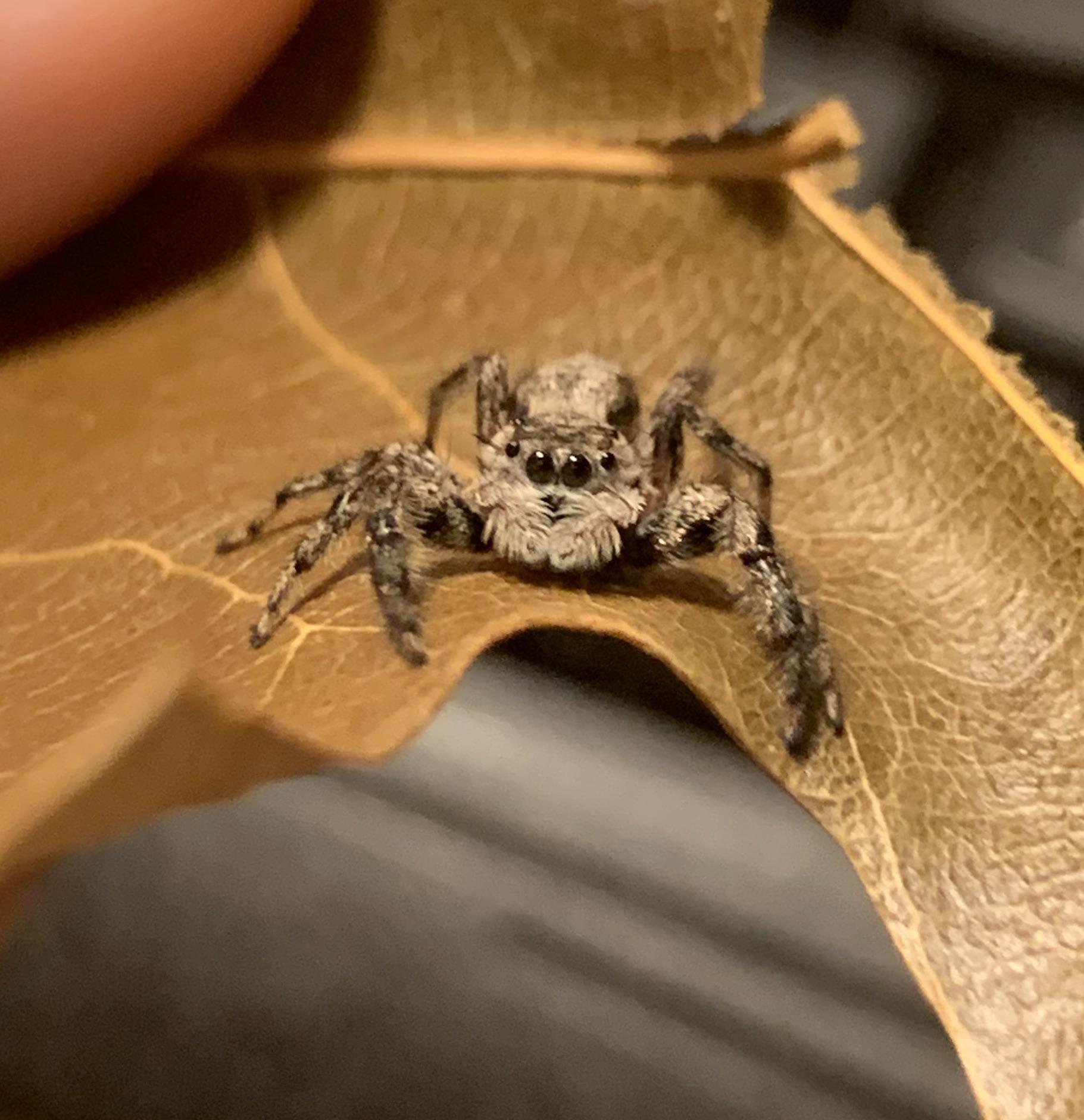 Meet Penelope! | Scrolller