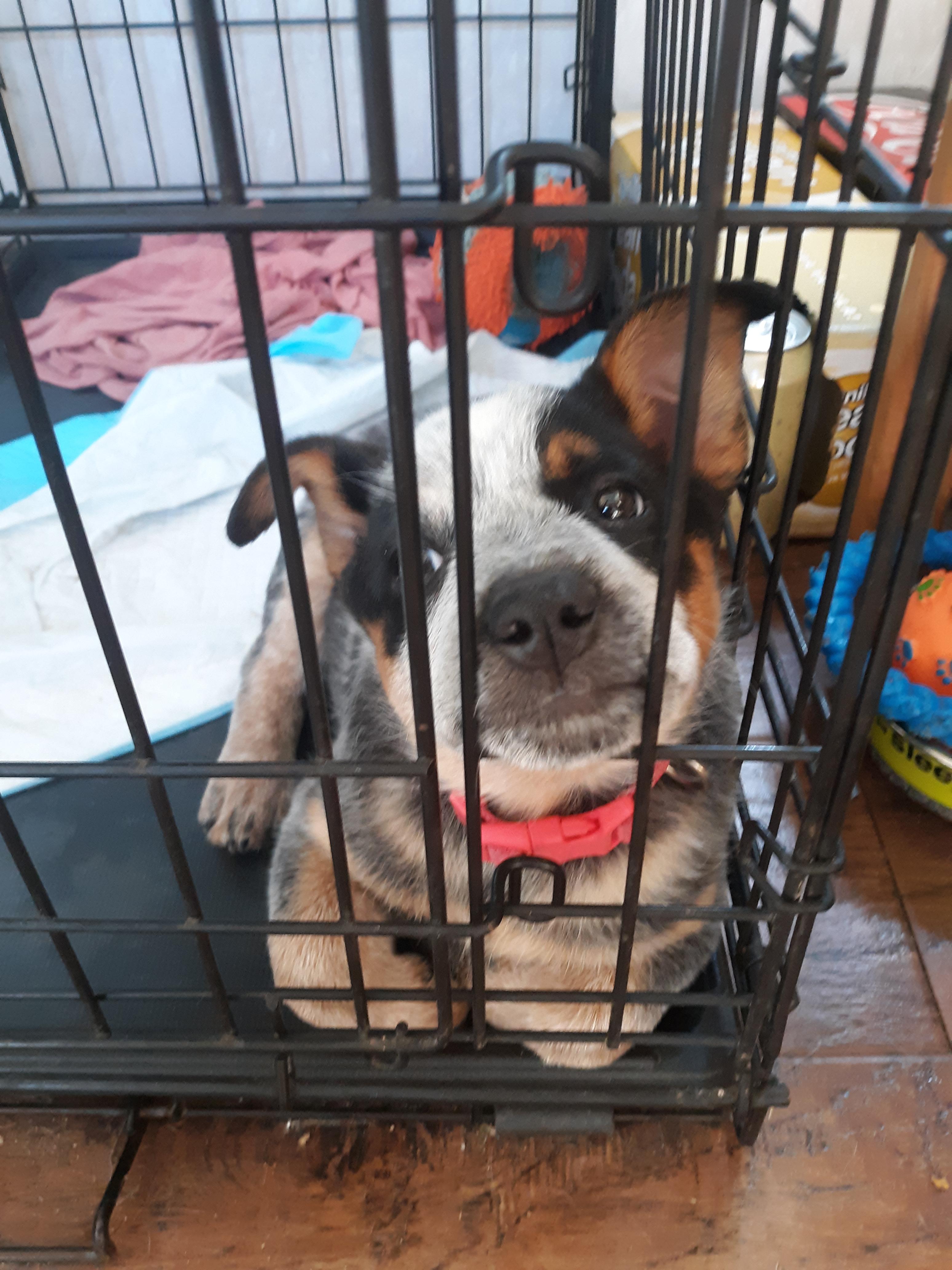 Meet Penny! She is being hut trained. 😊 | Scrolller