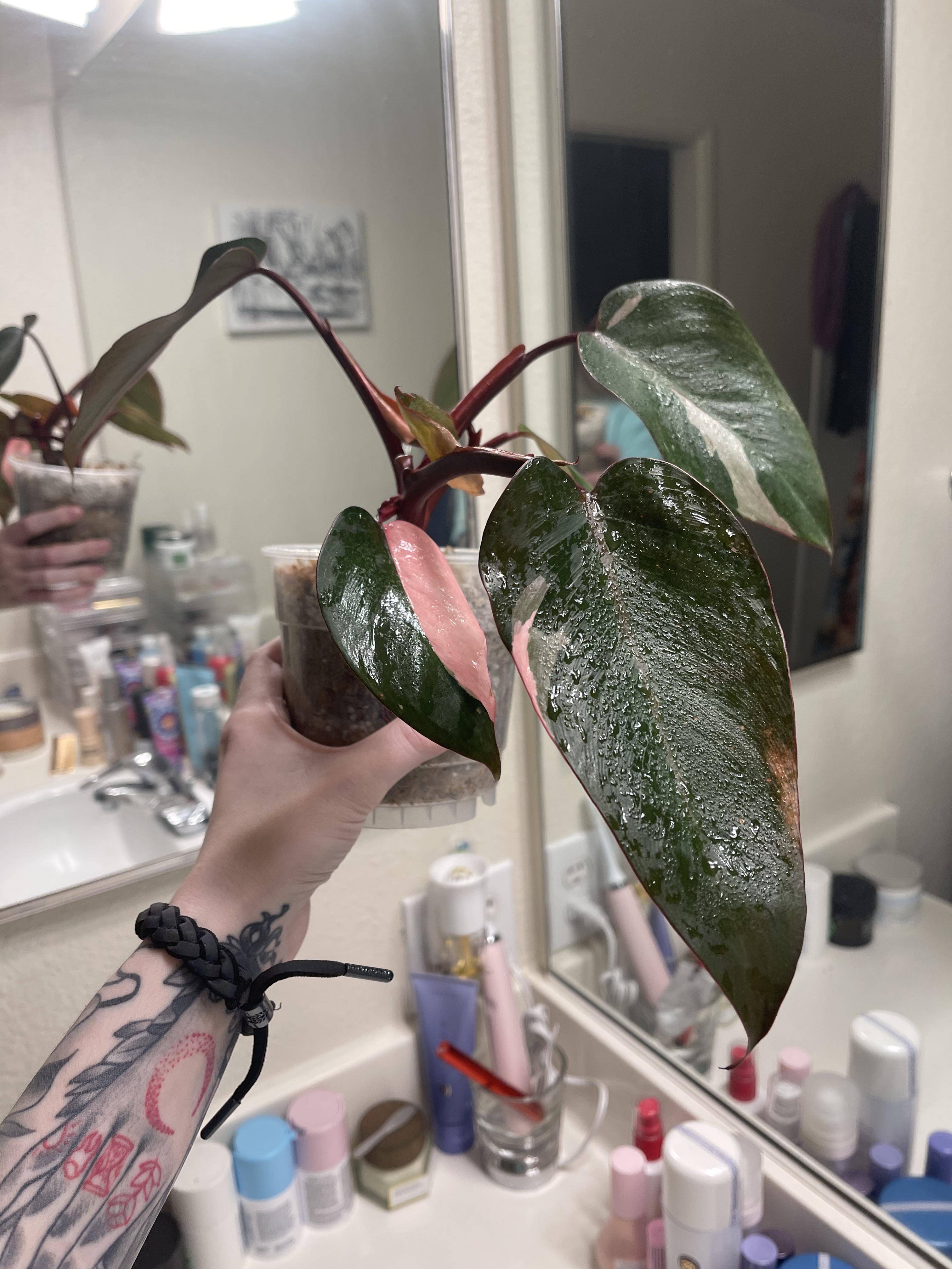 Meet Pepper | Scrolller