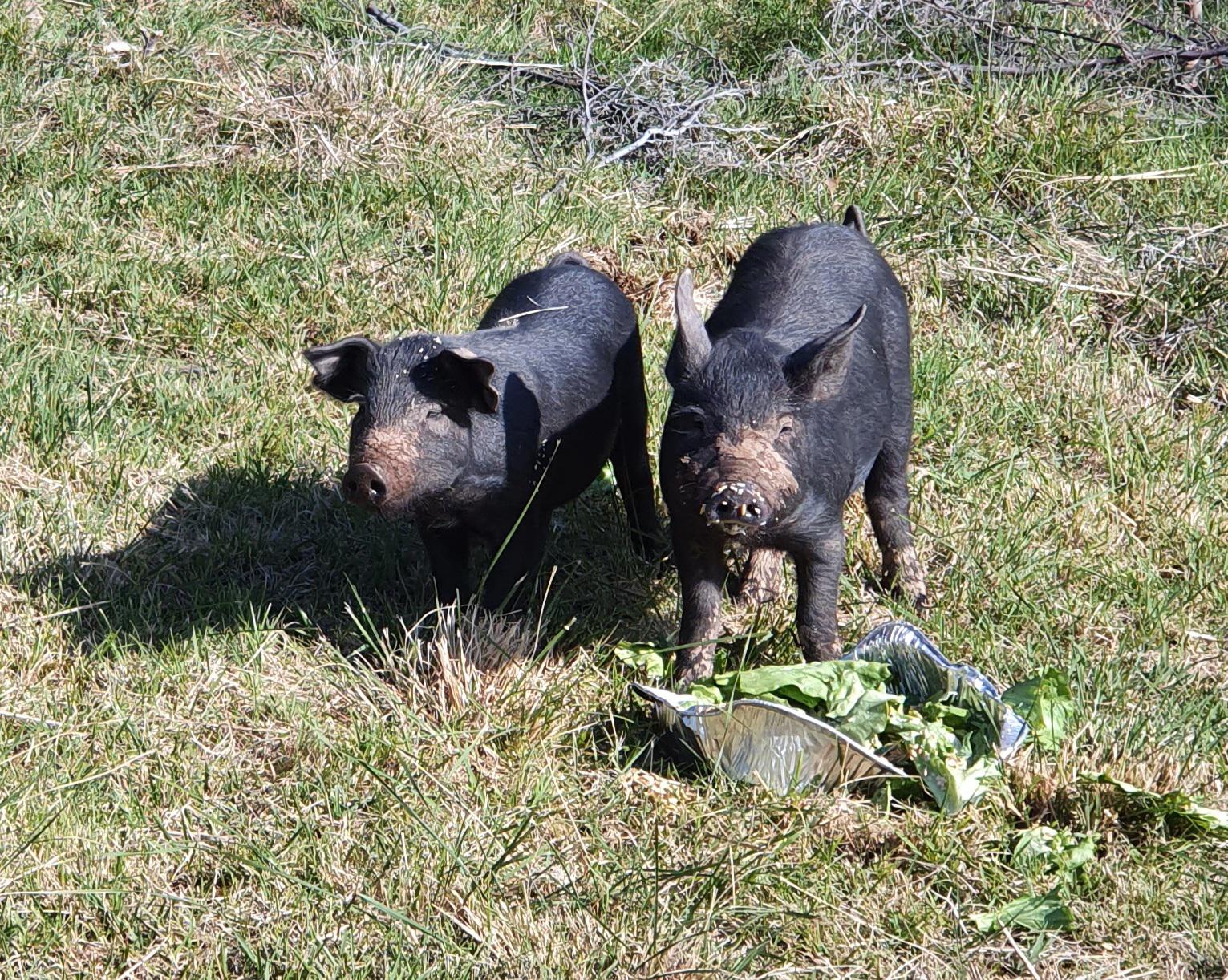 Meet Pepper and George. They are escape artists. Help! Details in comments. | Scrolller