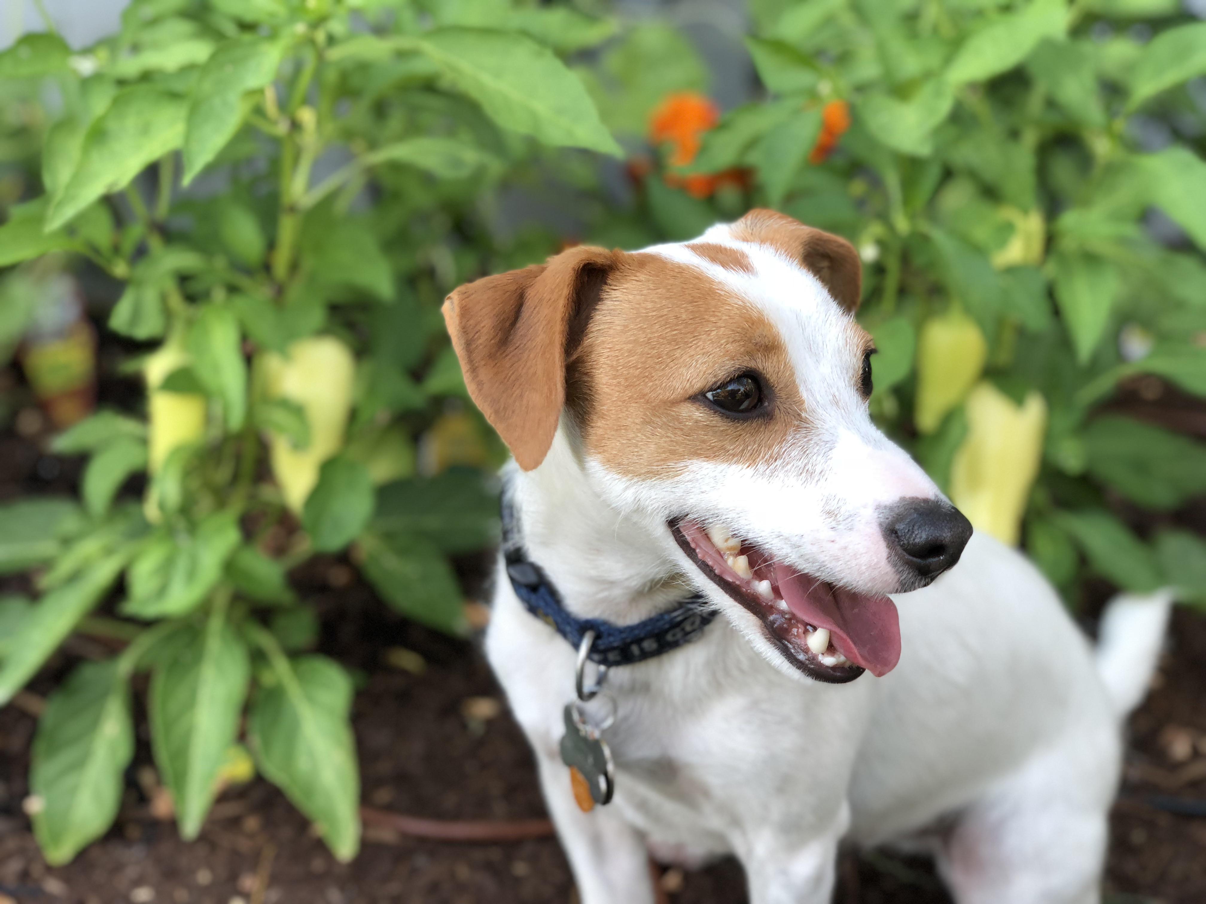 Meet Pepper. He’s with his peppers. | Scrolller