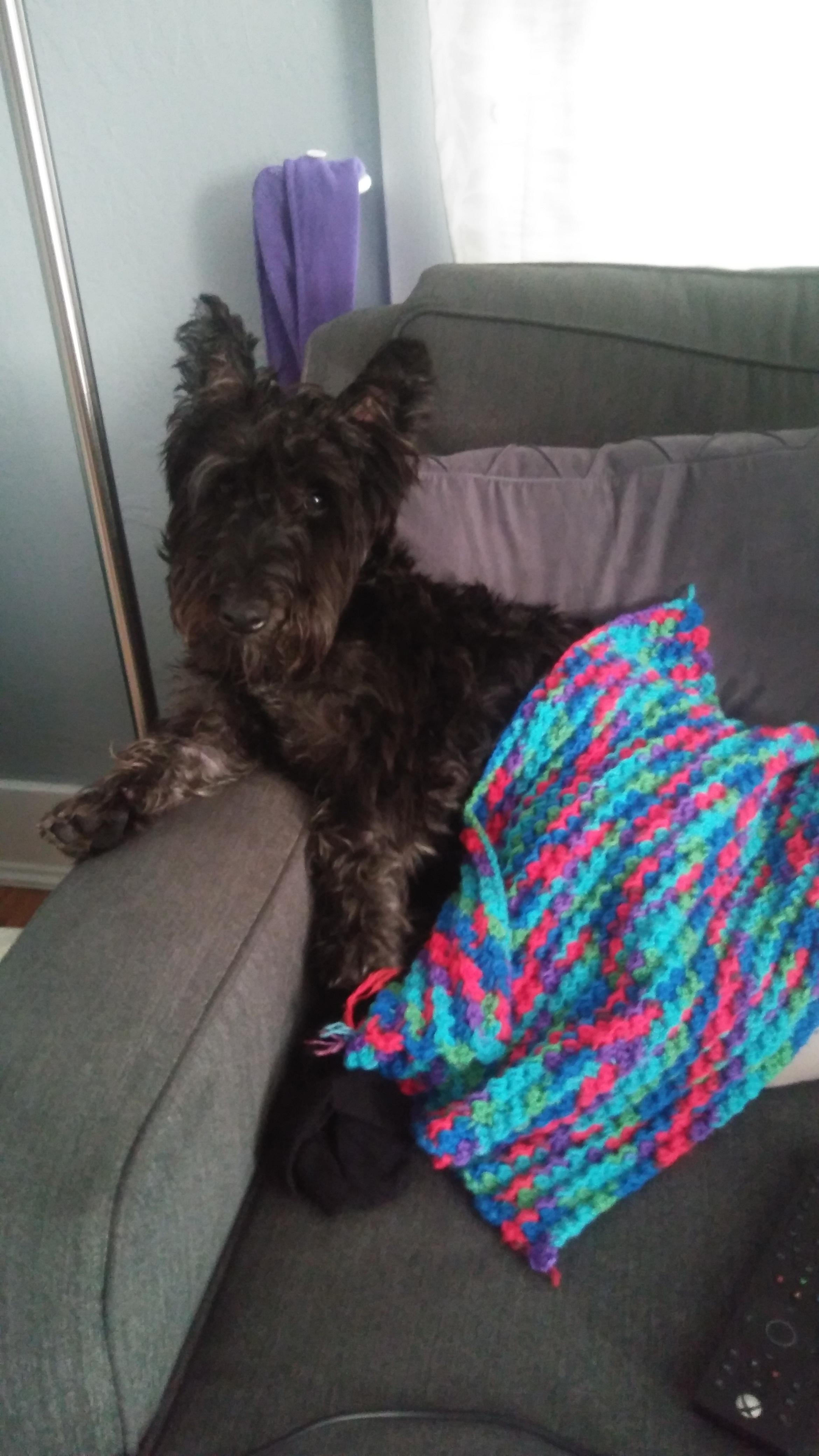 Meet Pepper she's a good girl with a blanket handmade by my mom. | Scrolller