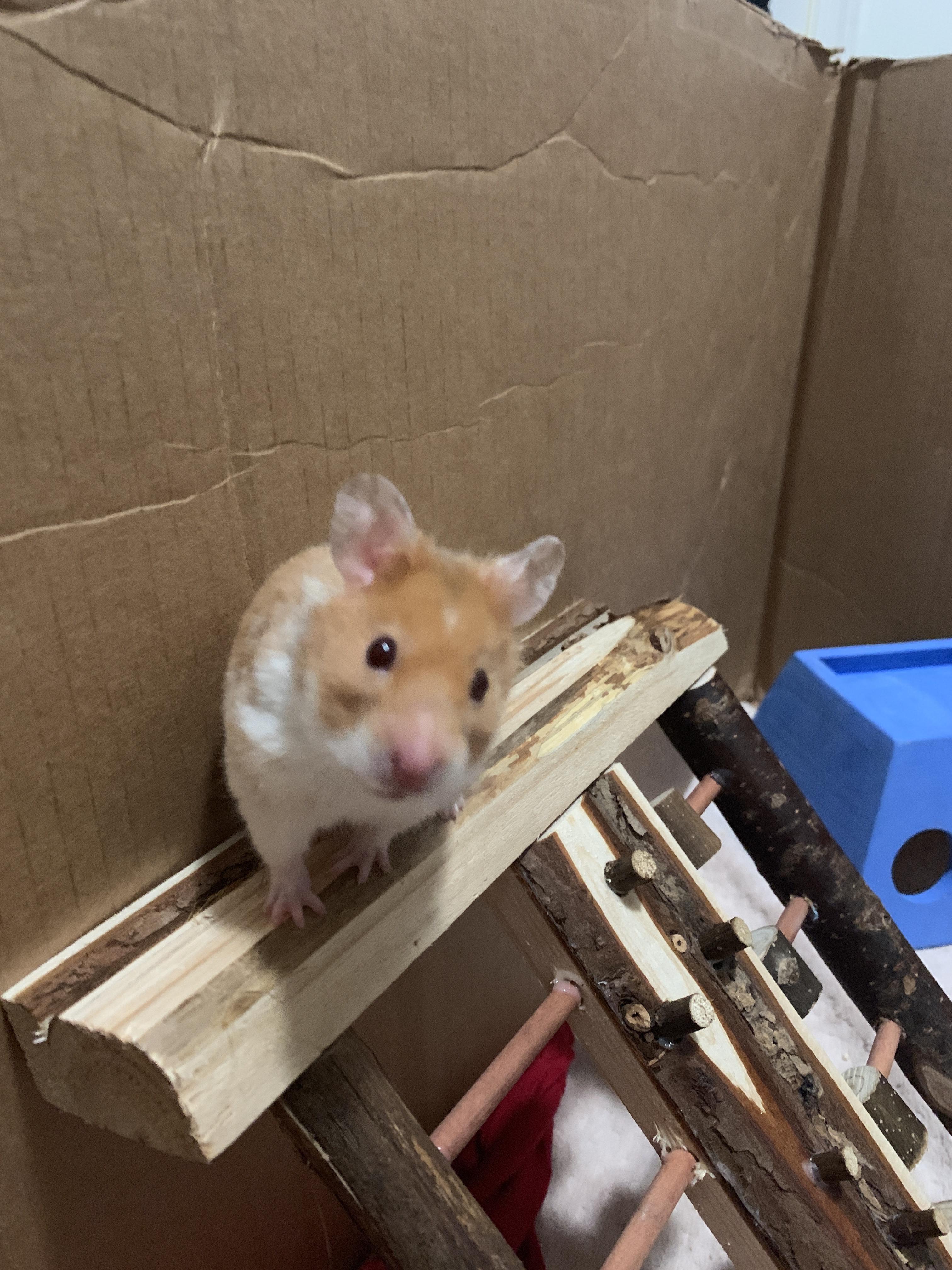 Meet pickles!! | Scrolller