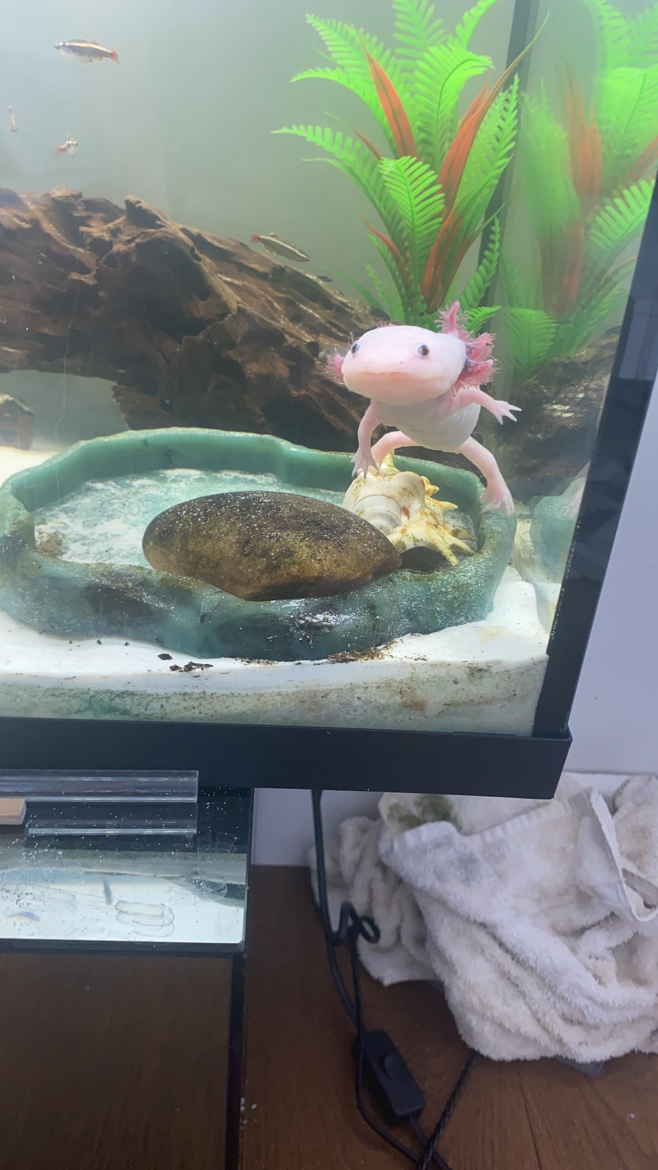 Meet Poncho | Scrolller