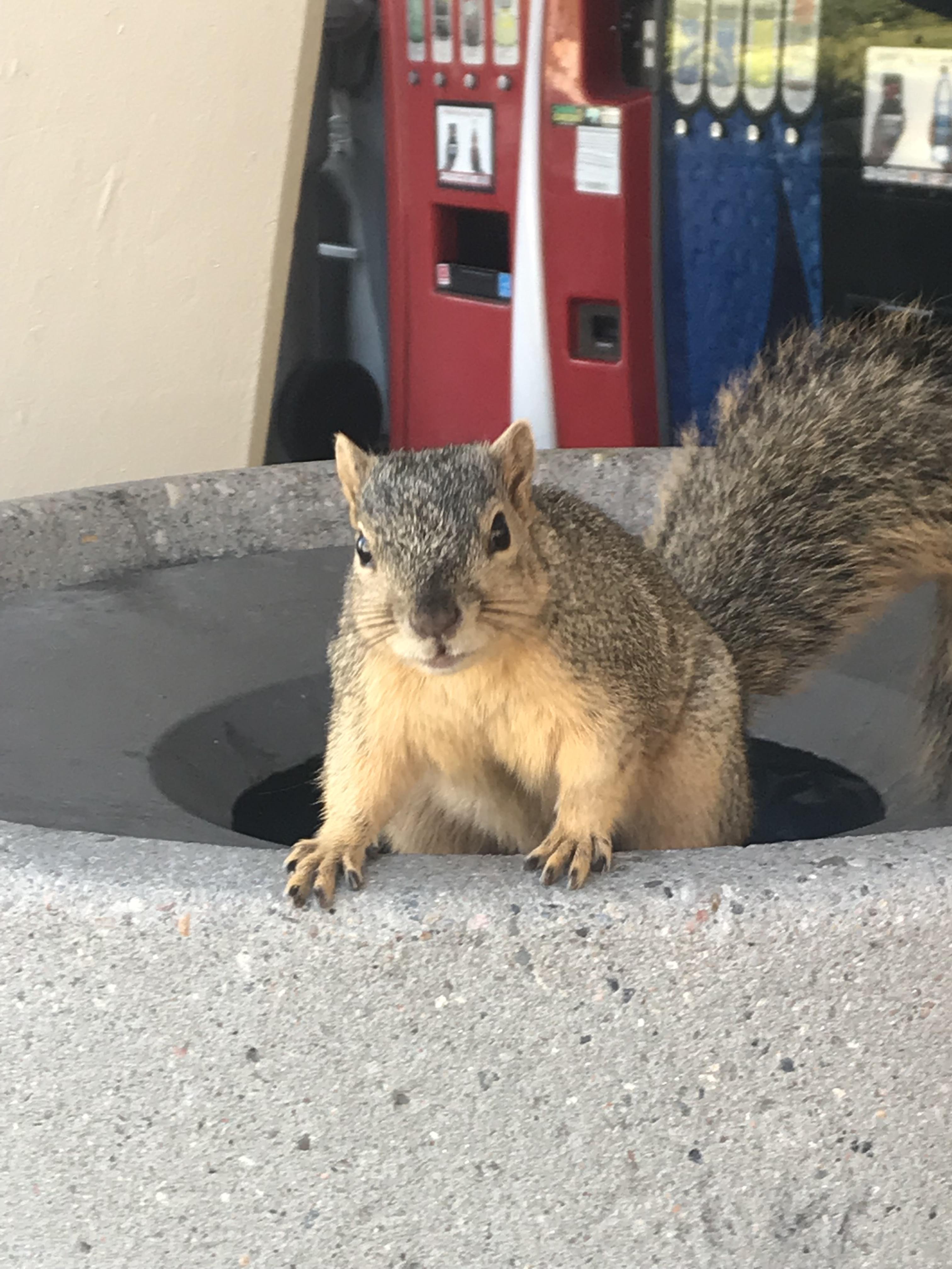 Meet Raphael | Scrolller