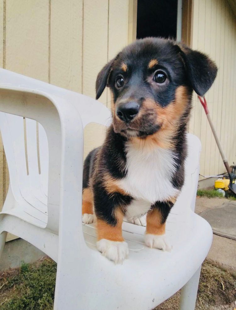 Meet Rex!!! | Scrolller